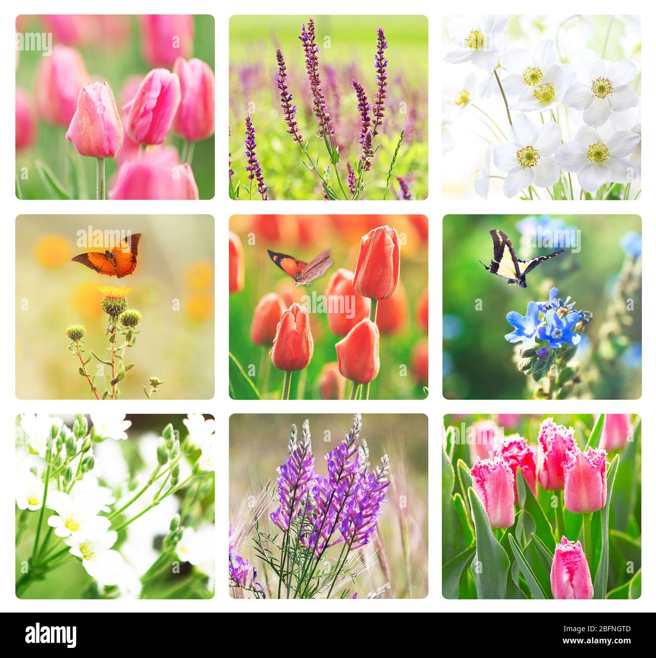 Beautiful nature scene blooming tulip Cut Out Stock Images & Pictures ...
