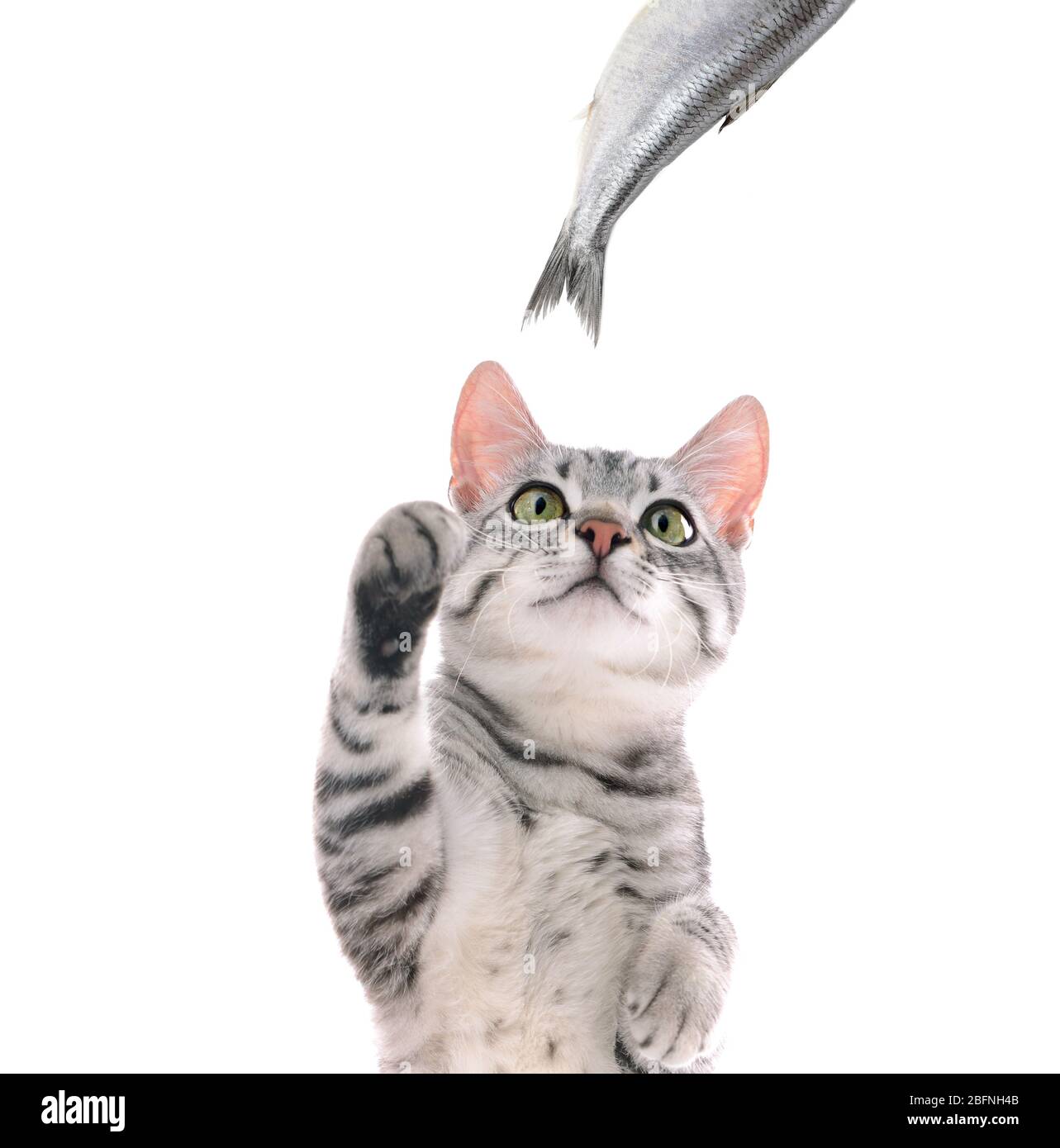 Cute cat and fish on white background Stock Photo - Alamy