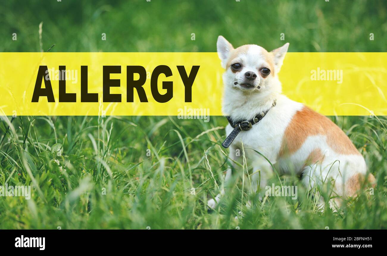 Animal allergy concept. Little dog on grass Stock Photo - Alamy