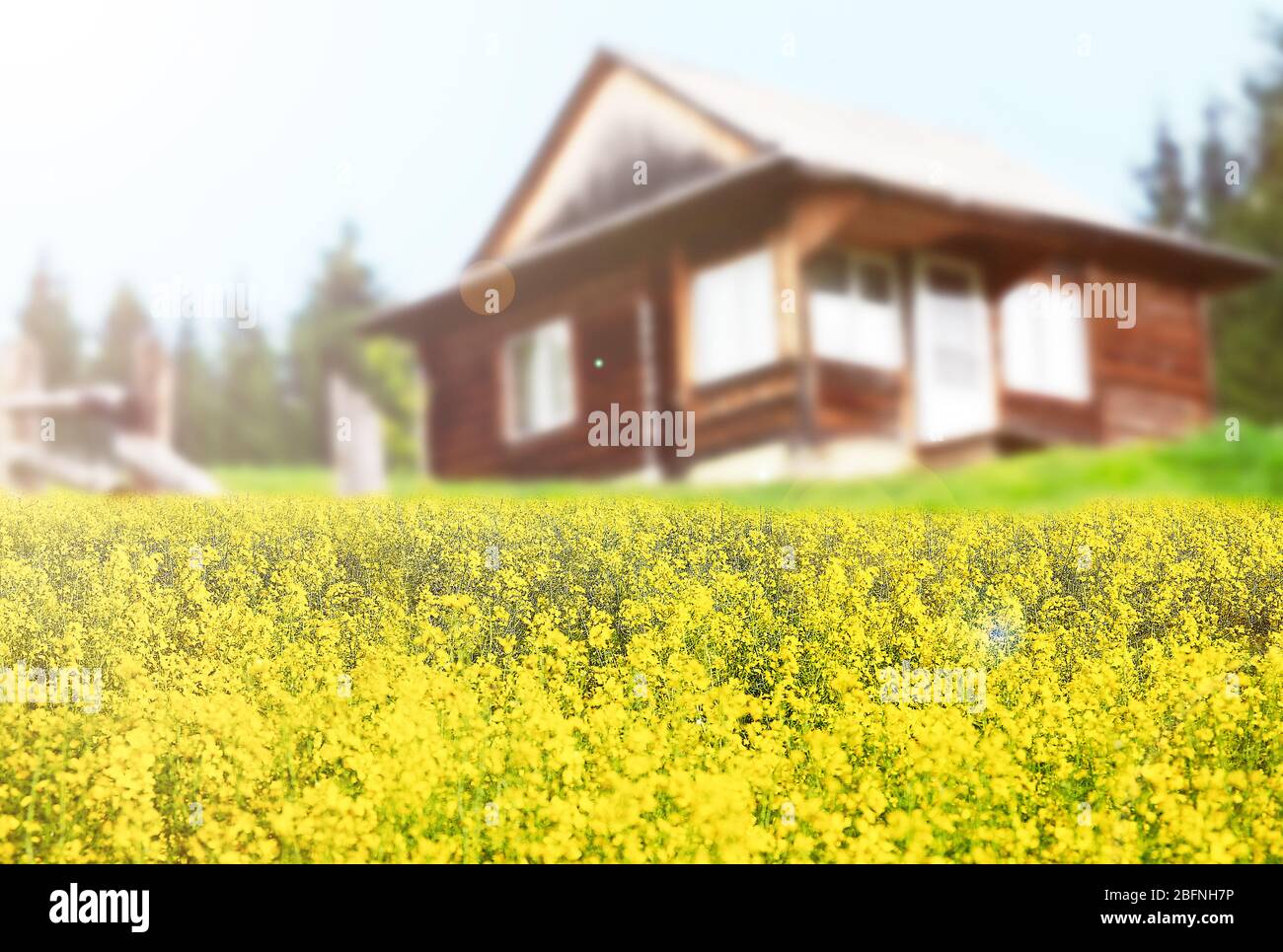 Beautiful spring flowers near countryside house Stock Photo - Alamy