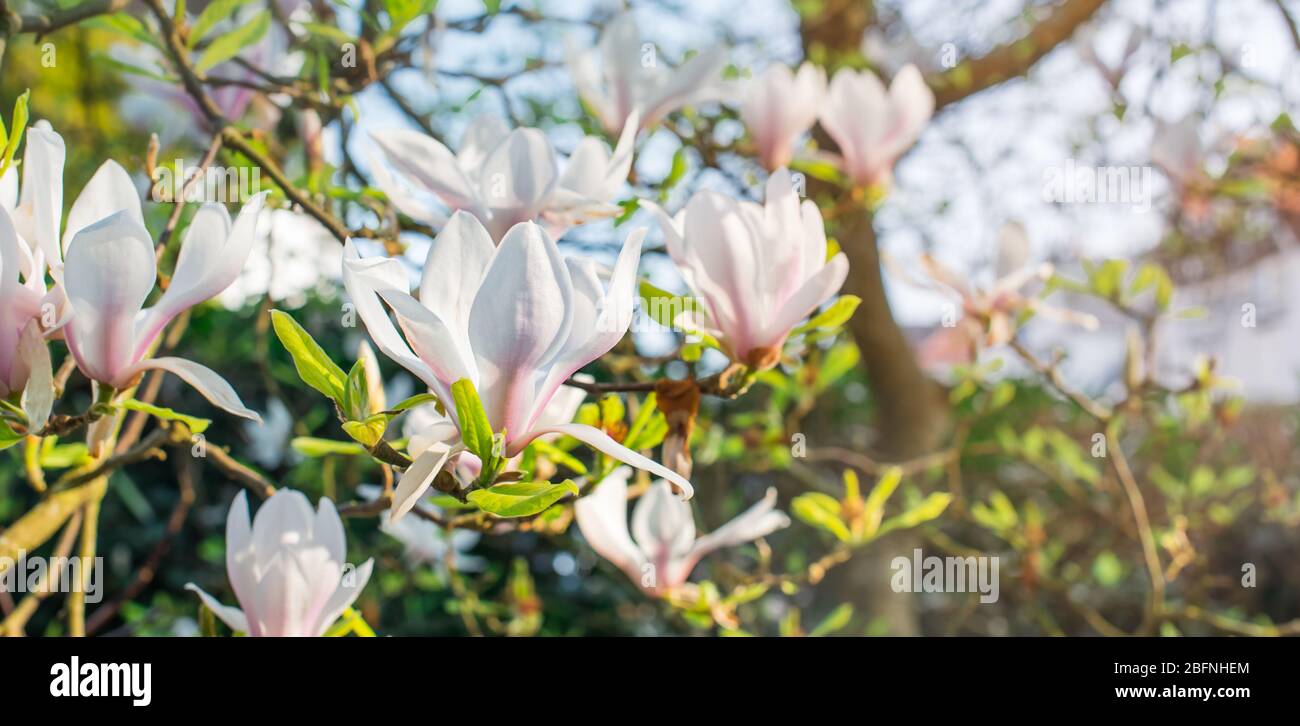 Flowering magnolia tree densely covered with beautiful fresh white and ...