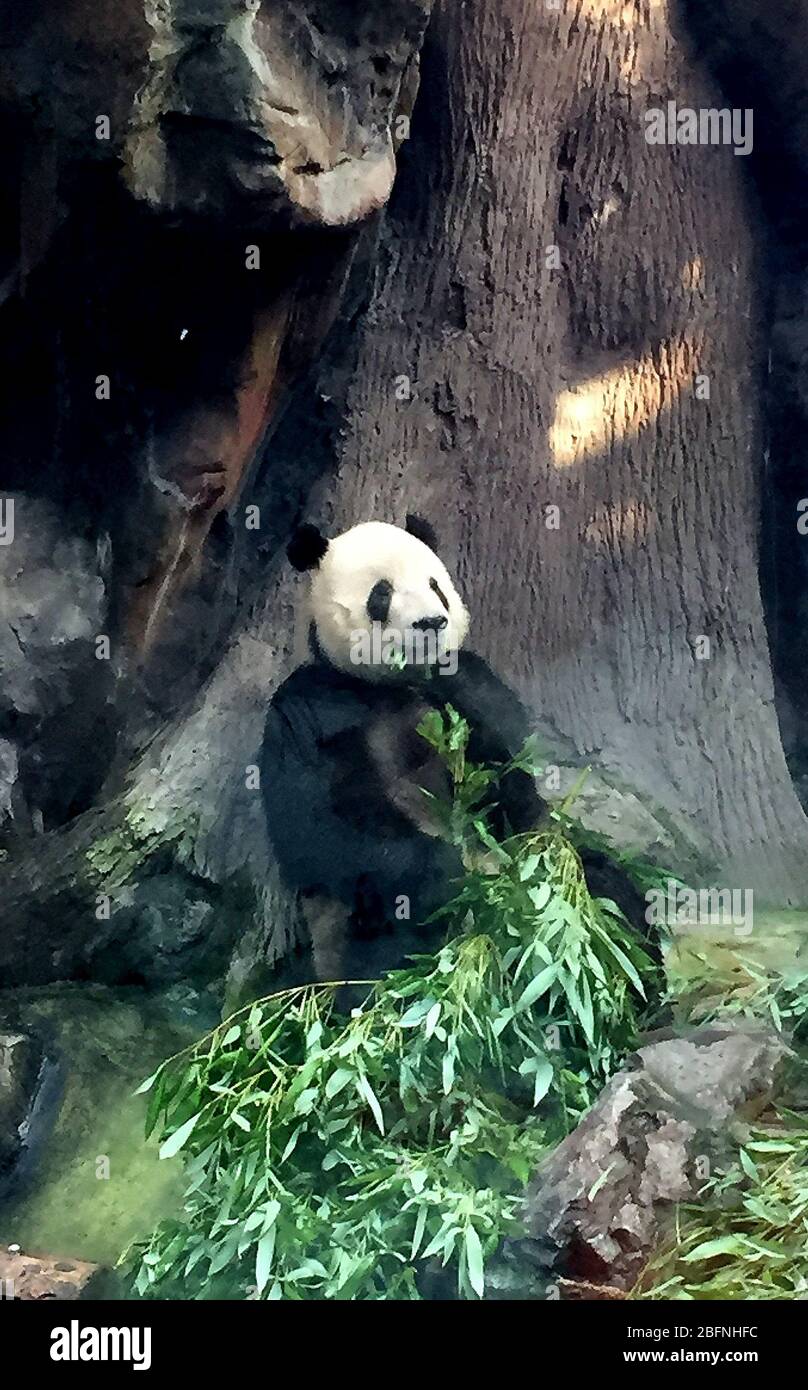 Front view of a panda, also called giant panda or panda bear, from the ...