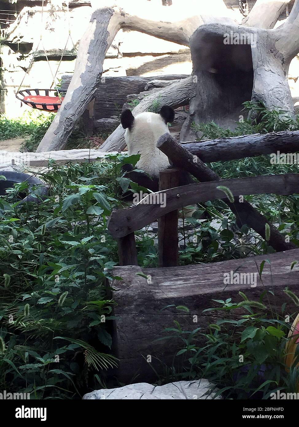 Rear view of a panda, also called giant panda or panda bear, from the ...