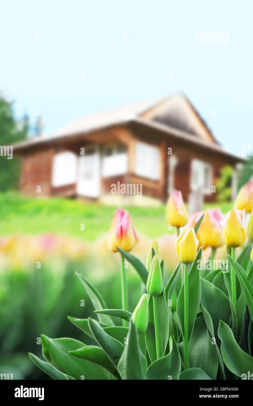 Beautiful spring flowers near countryside house Stock Photo - Alamy