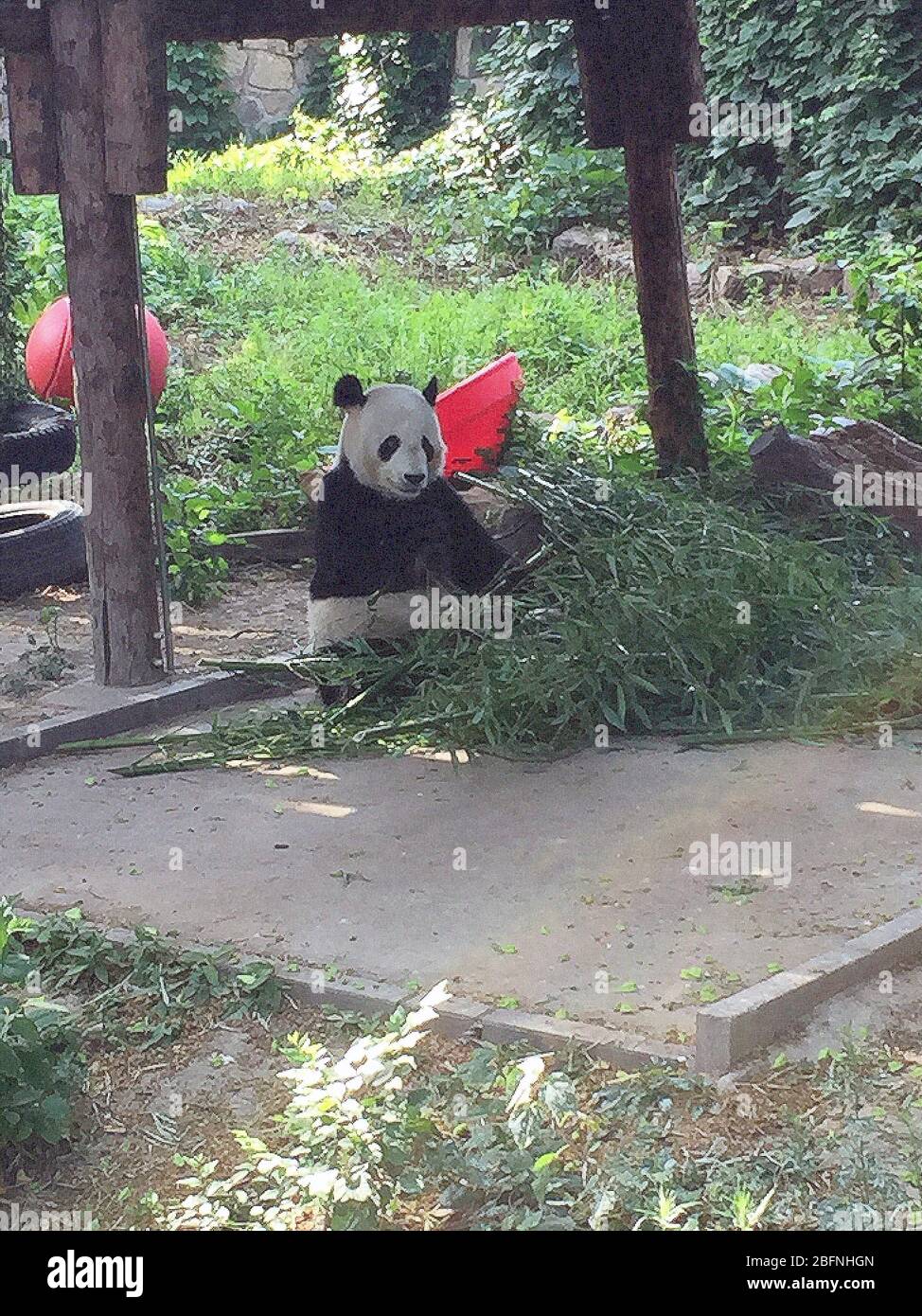 Front view of a panda, also called giant panda or panda bear, from the ...