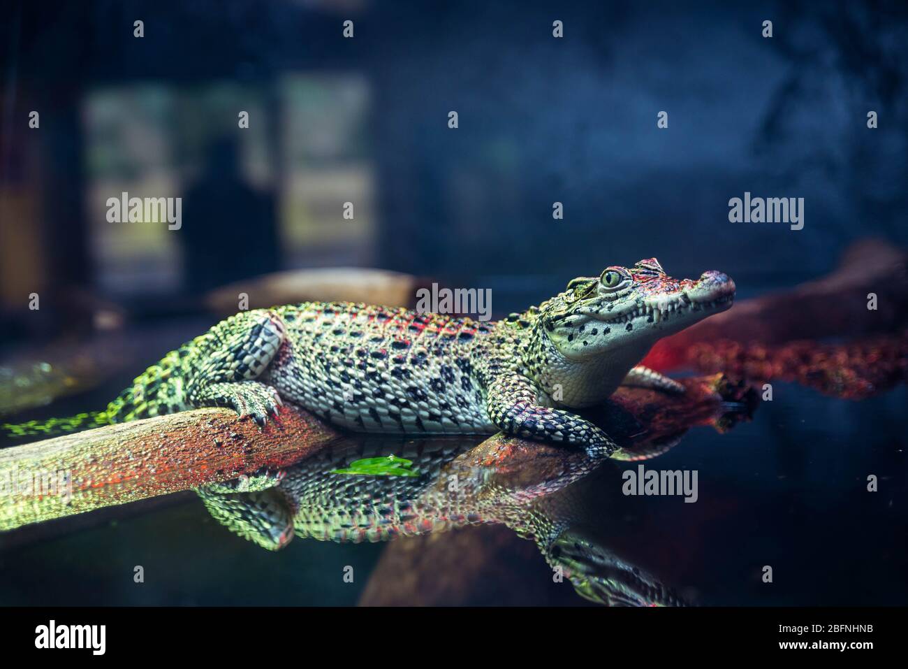 Iguana in a zoo Stock Photo - Alamy