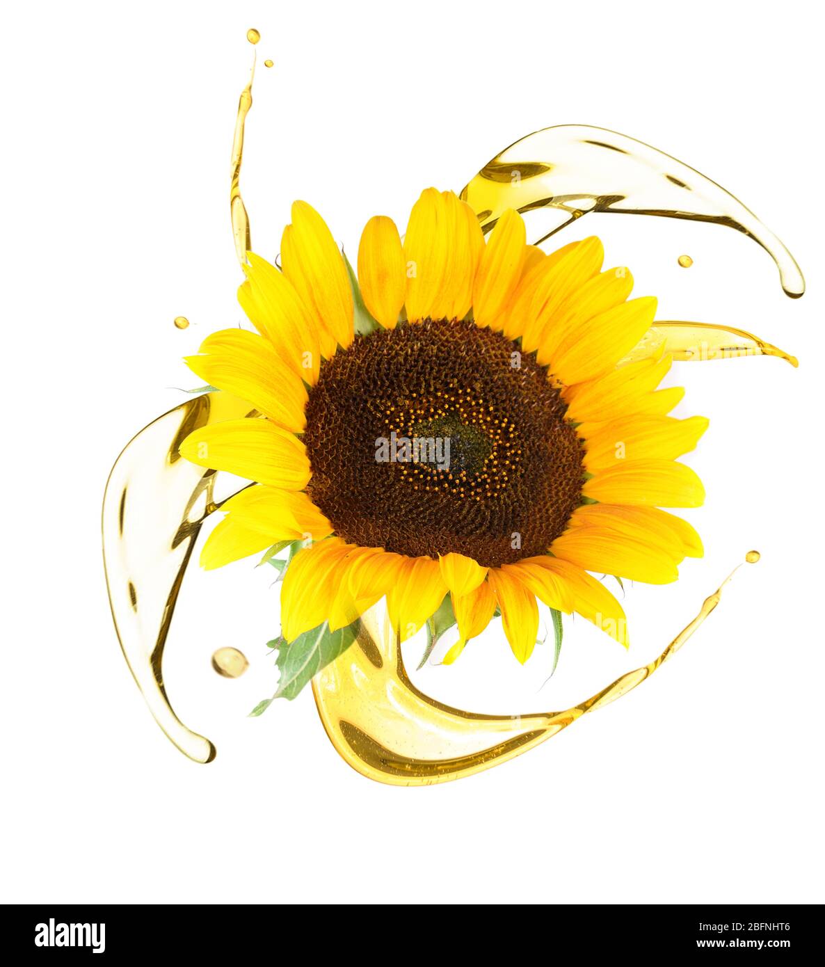 Sunflower and cooking oil splashes on white background Stock Photo - Alamy