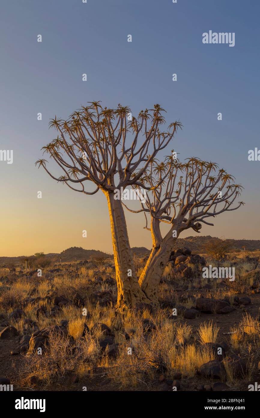 Quiver trees in late afternoon sun Stock Photo - Alamy