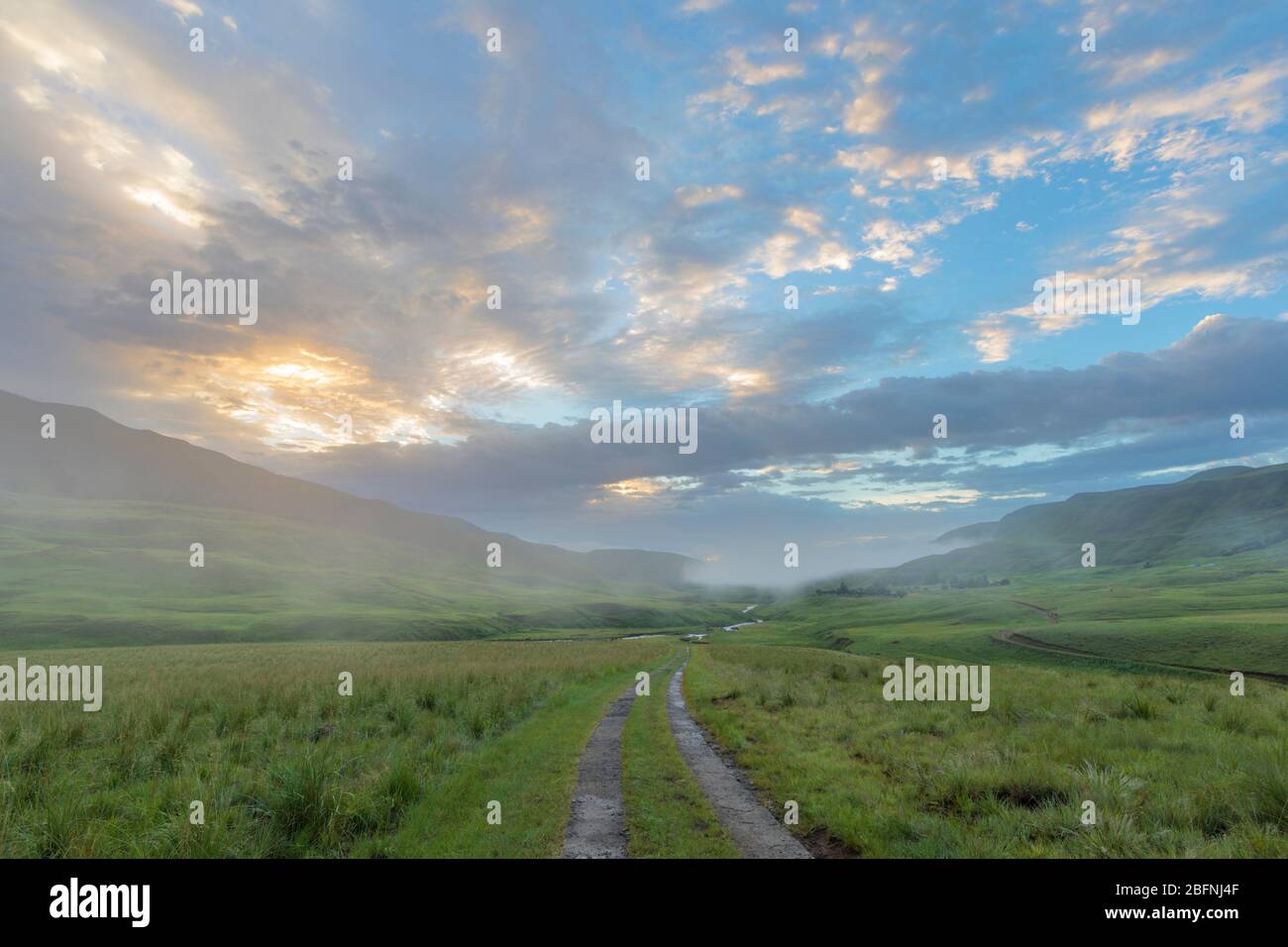 Mist in green valley in the morning Stock Photo - Alamy