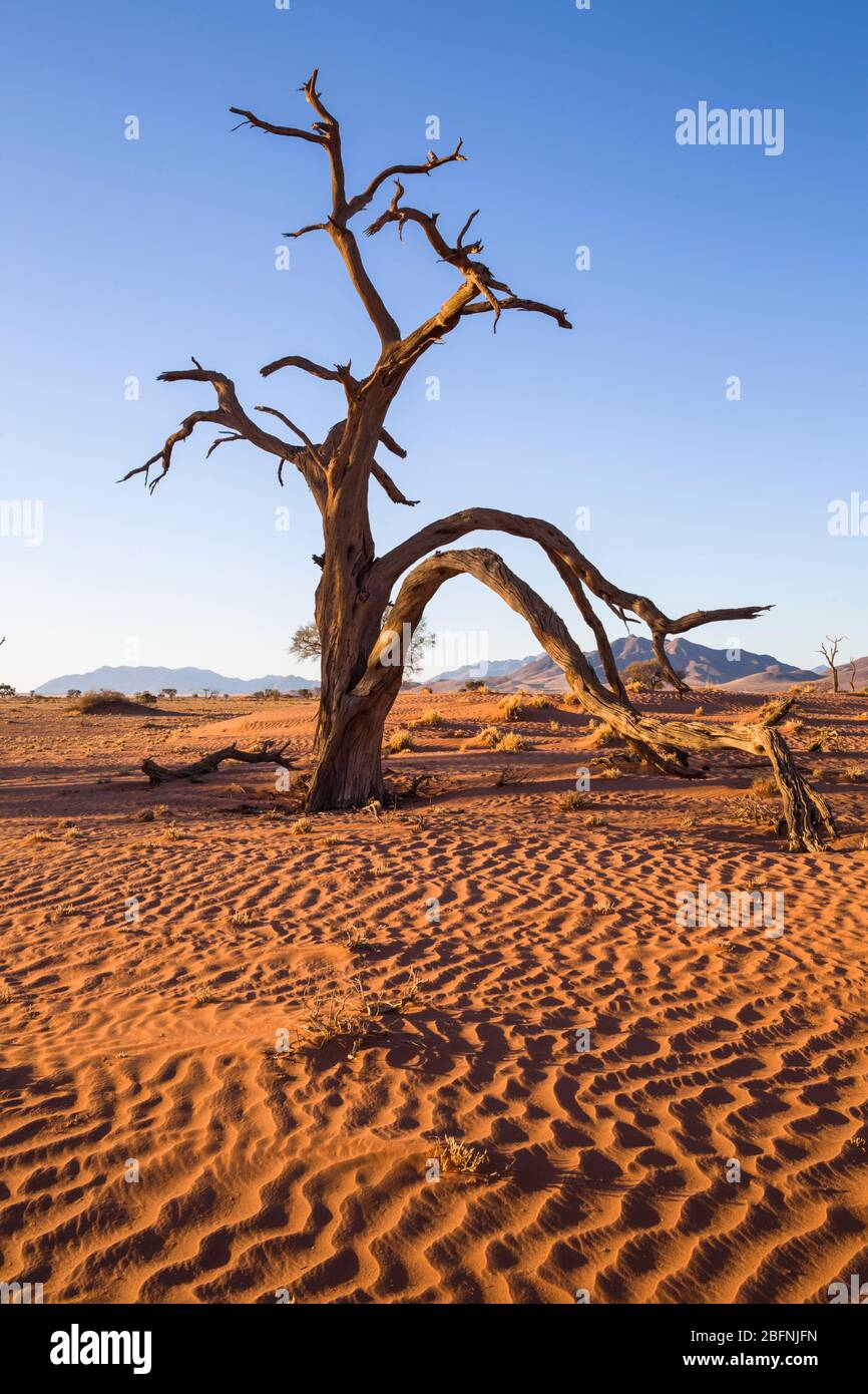 Dry camelthorn tree in the Namib Stock Photo - Alamy