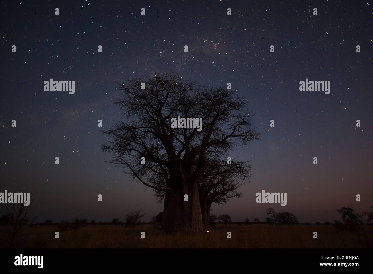 Baobab trees at night under the stars Stock Photo - Alamy