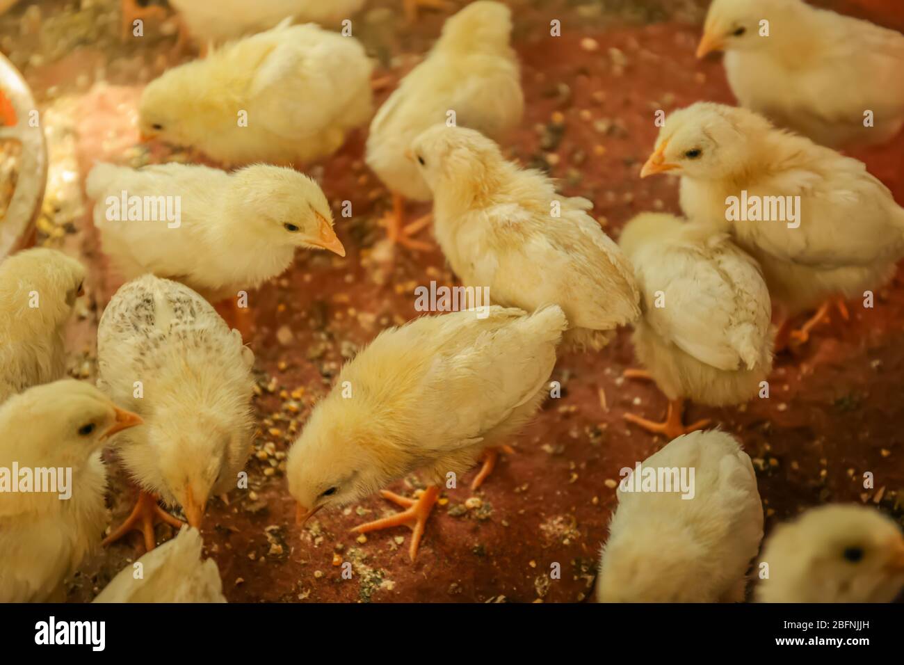 Baby chicks in farm hatchery hi-res stock photography and images - Alamy