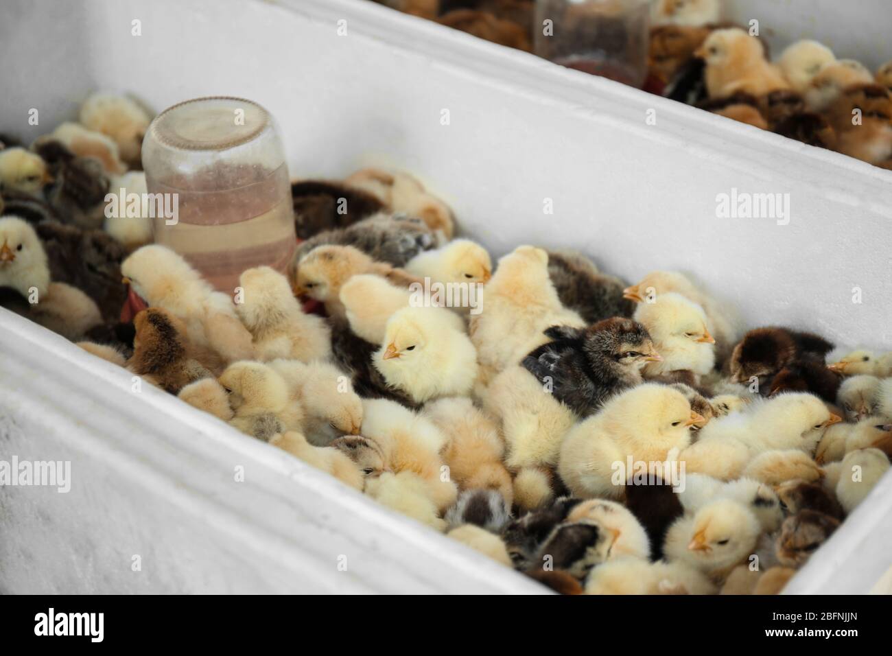 Baby chicks in farm hatchery hi-res stock photography and images - Alamy