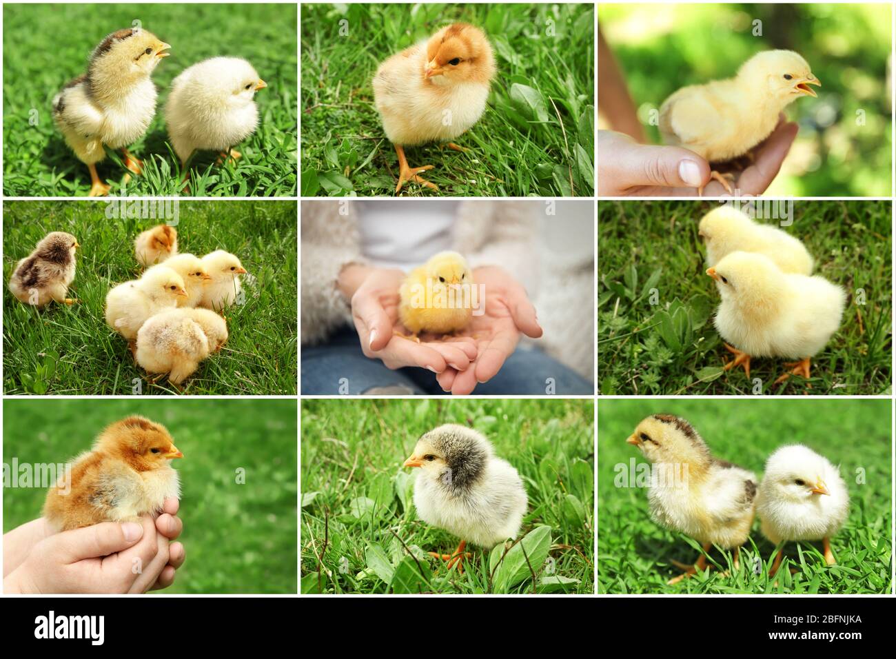 Collage with cute little chickens Stock Photo - Alamy