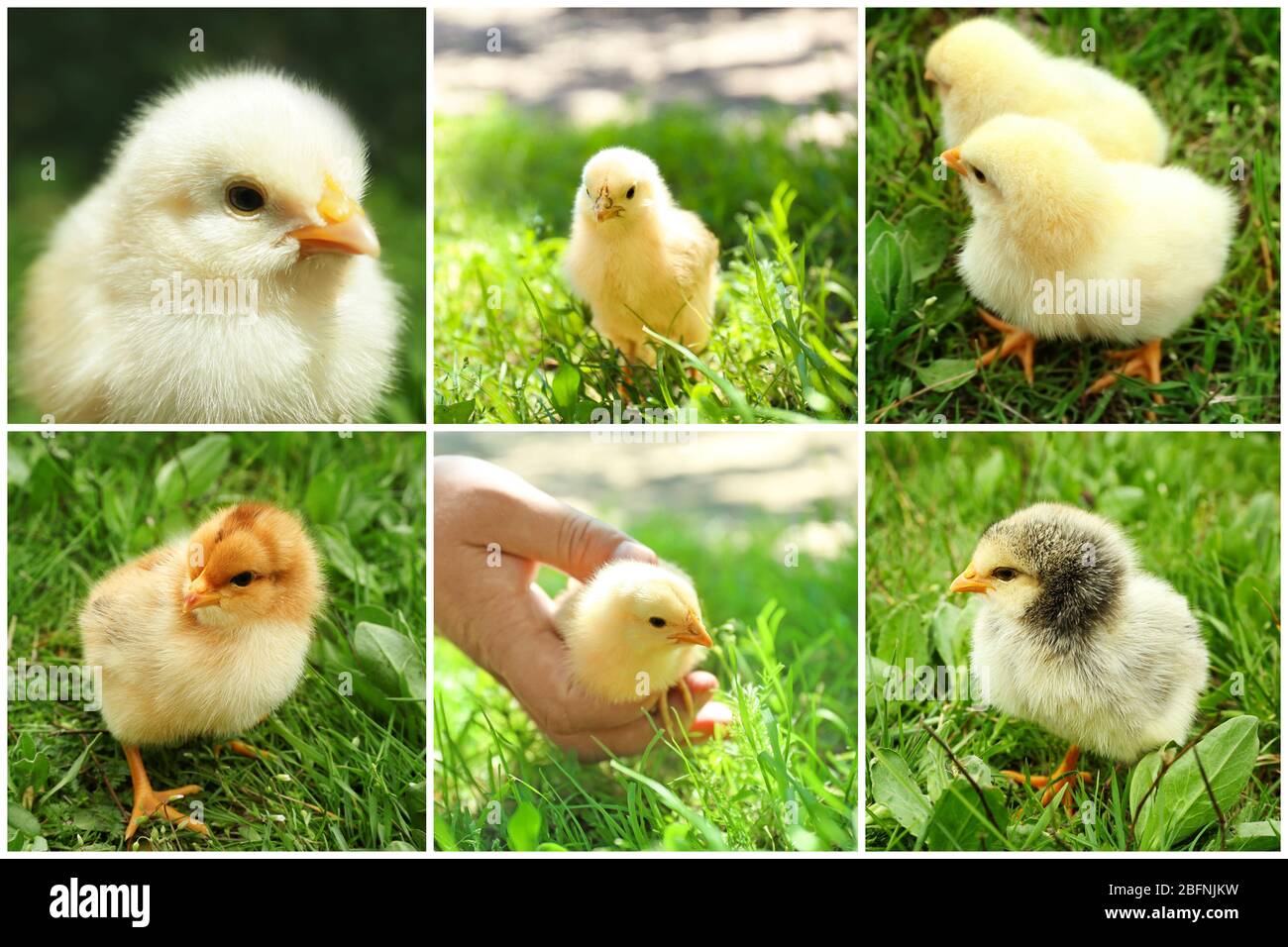 Collage with cute little chickens Stock Photo - Alamy