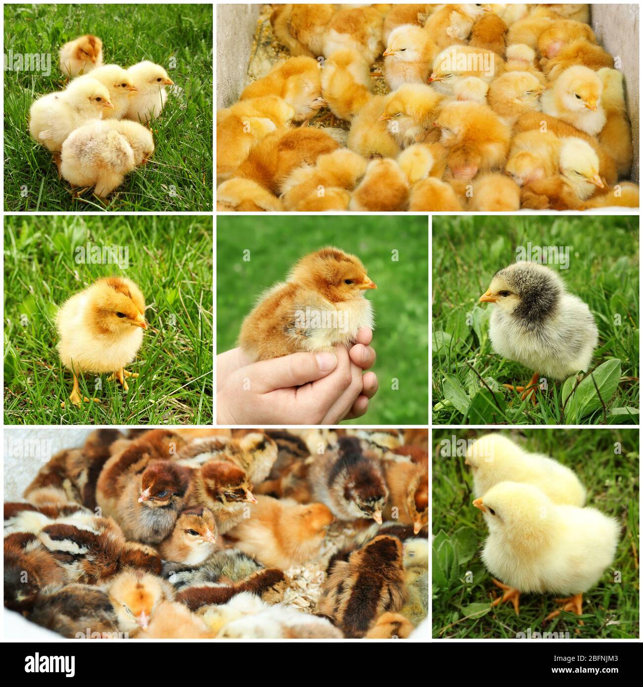 Collage with cute little chickens Stock Photo - Alamy