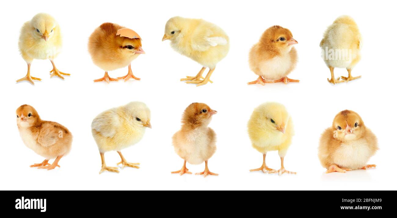 Collage with cute little chickens on white background Stock Photo - Alamy
