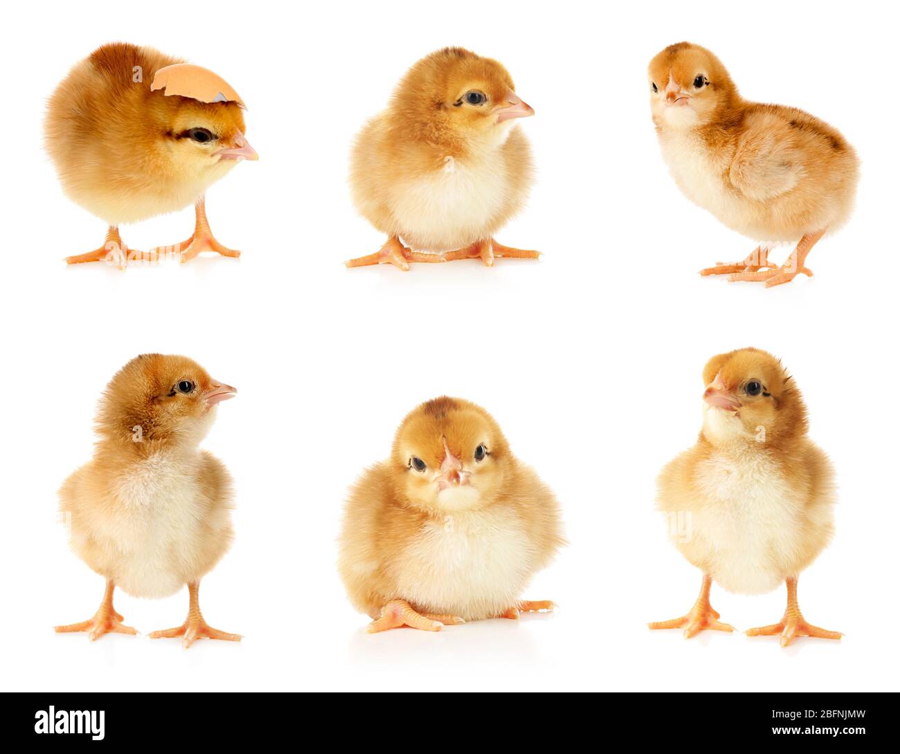 Collage with cute little chickens on white background Stock Photo - Alamy