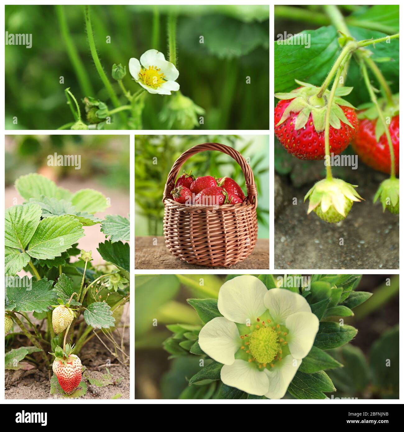 Collage with strawberry plants Stock Photo - Alamy