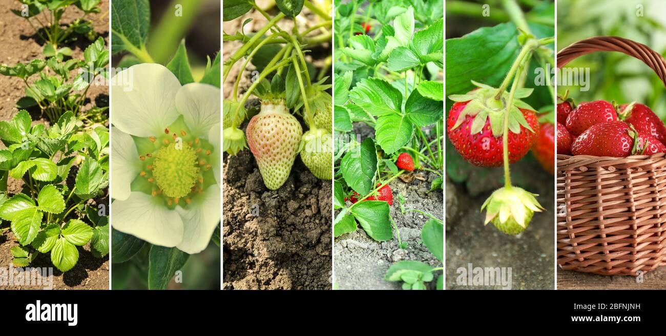Collage with strawberry plants Stock Photo - Alamy