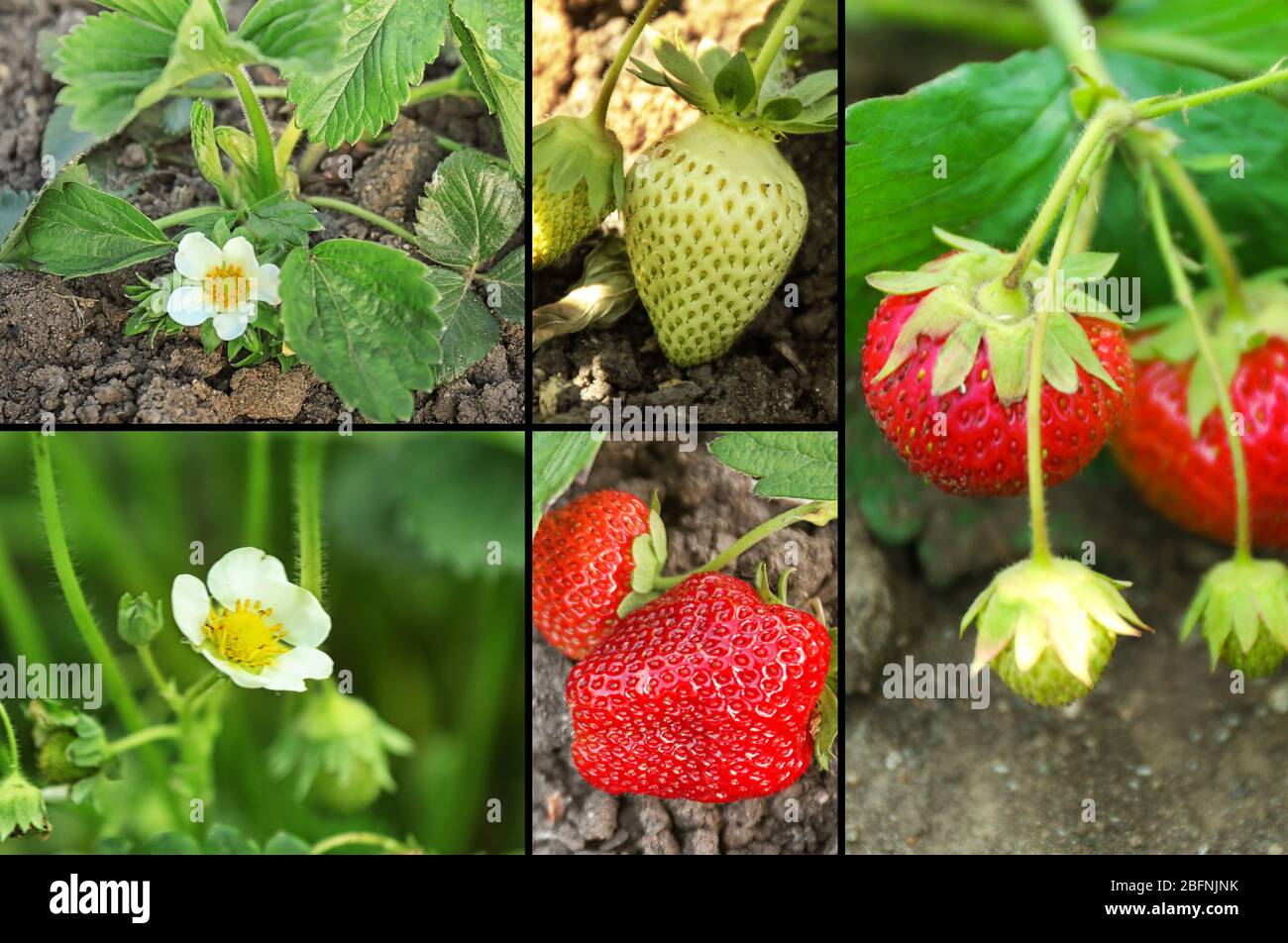 Collage with strawberry plants Stock Photo - Alamy