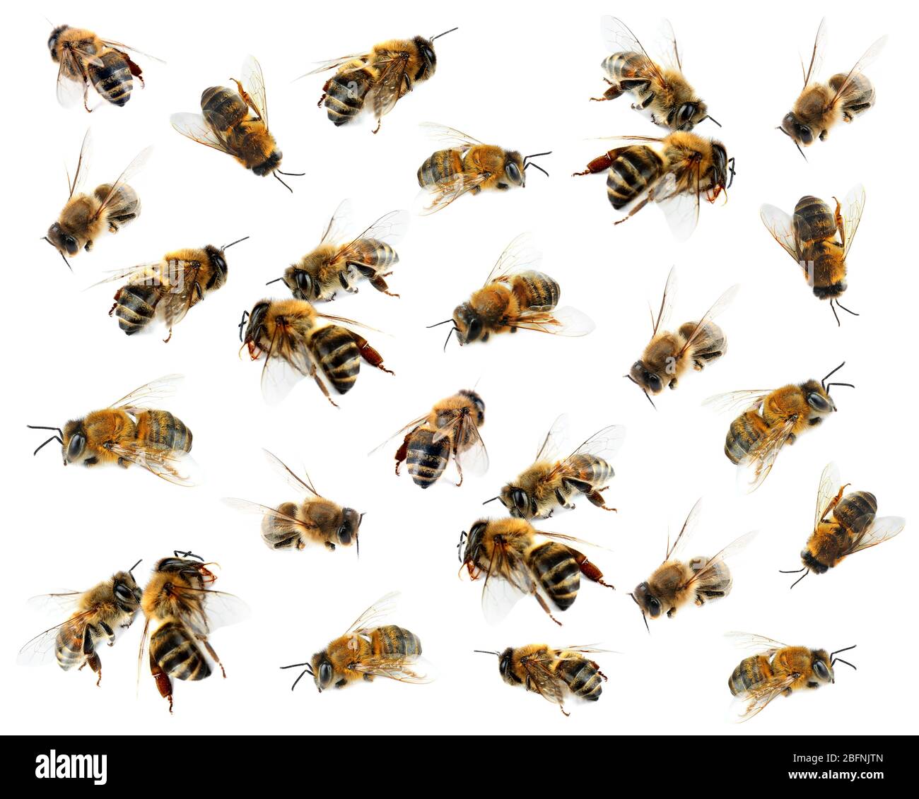 Honey bees on white background Stock Photo - Alamy