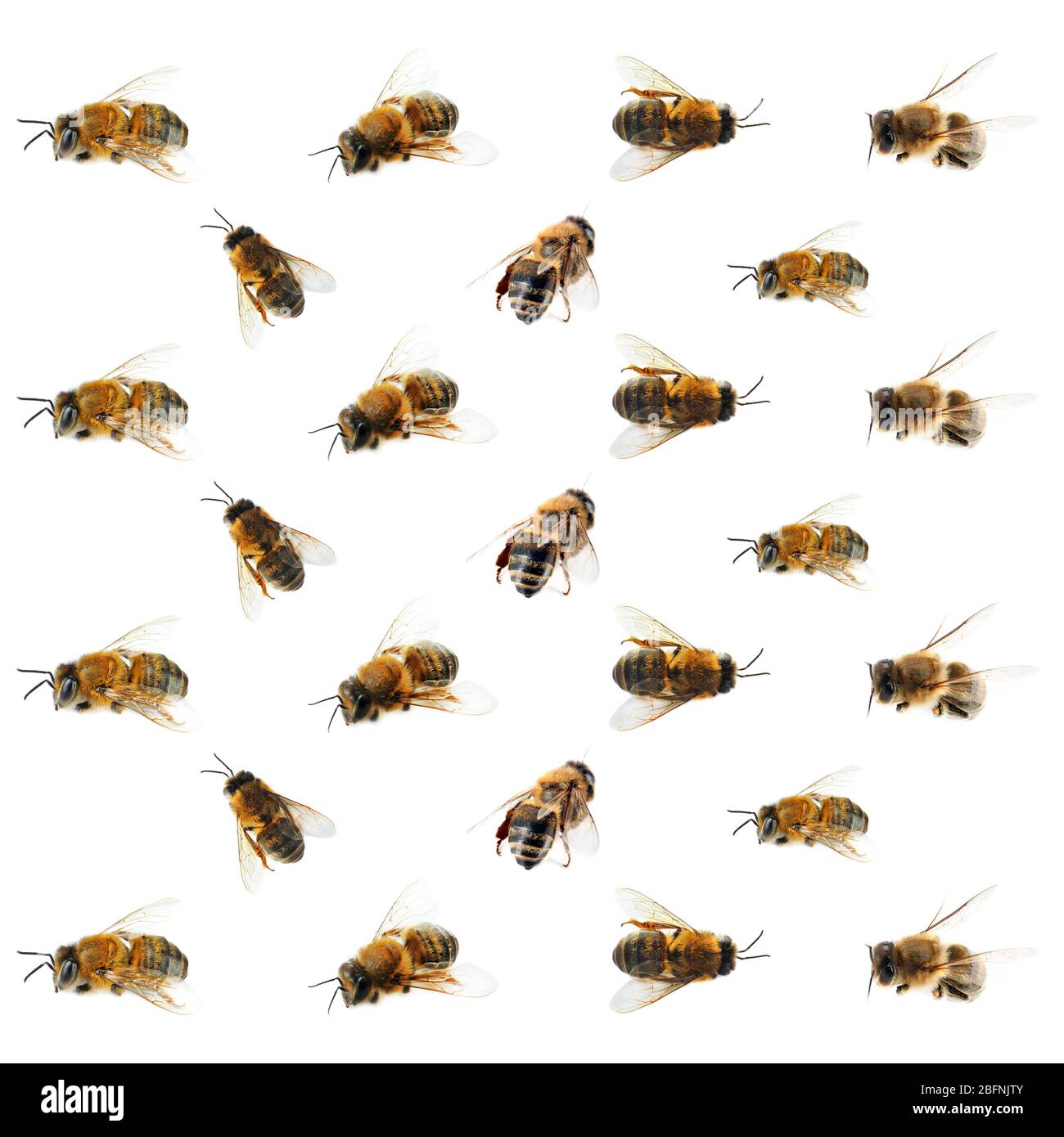Honey bees on white background Stock Photo - Alamy