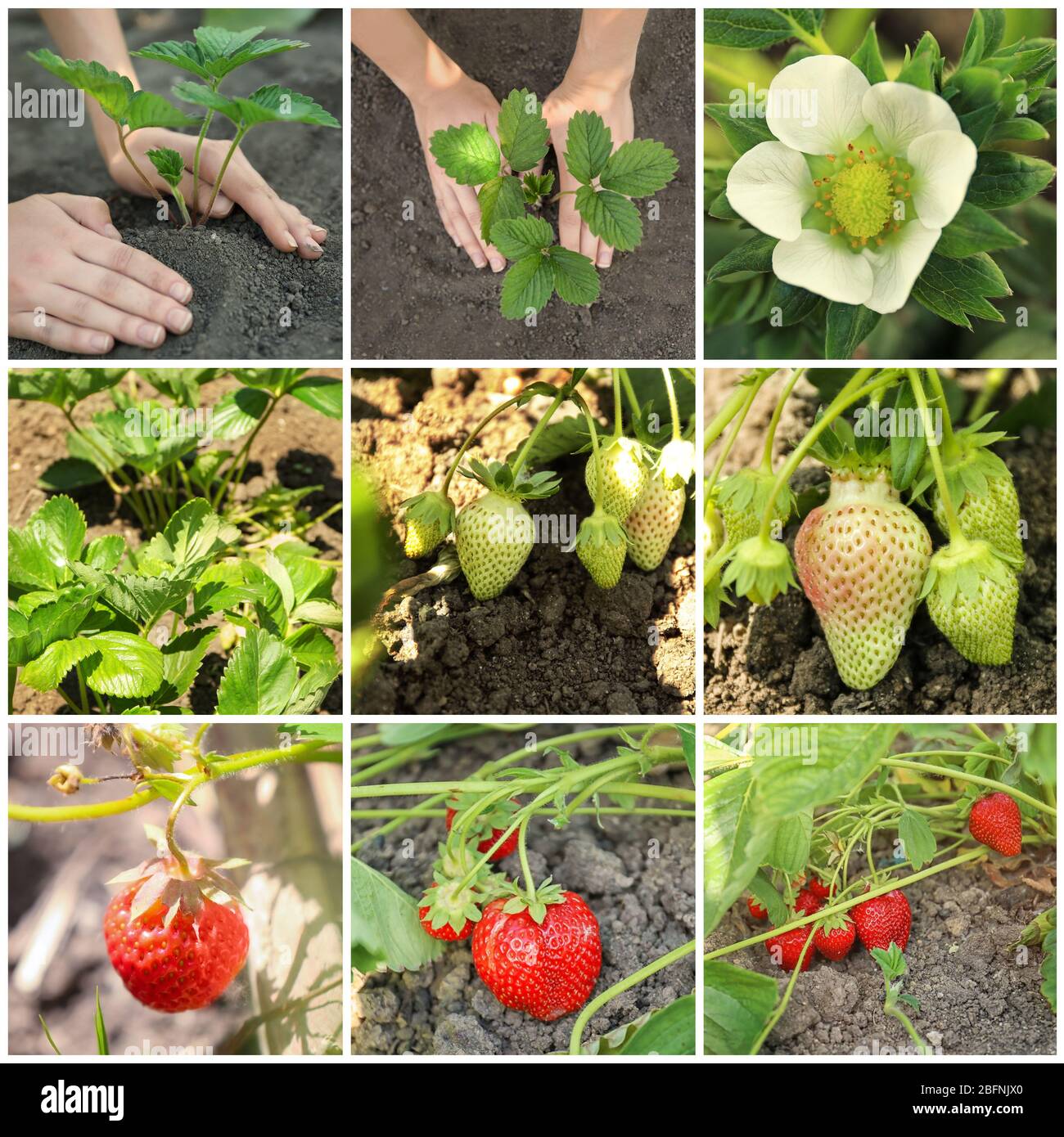 Collage with strawberry plants Stock Photo - Alamy