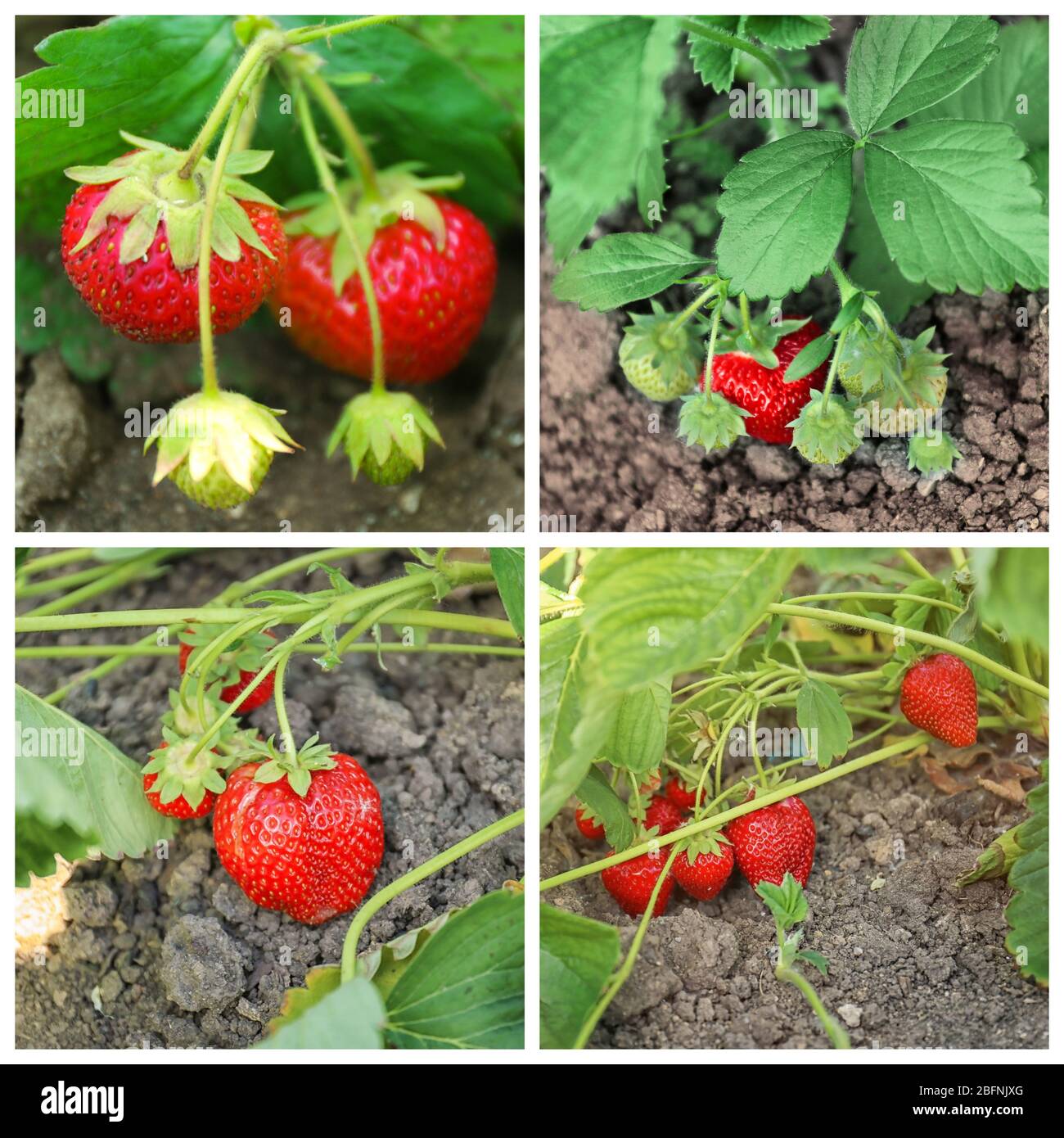 Collage with strawberry plants Stock Photo - Alamy