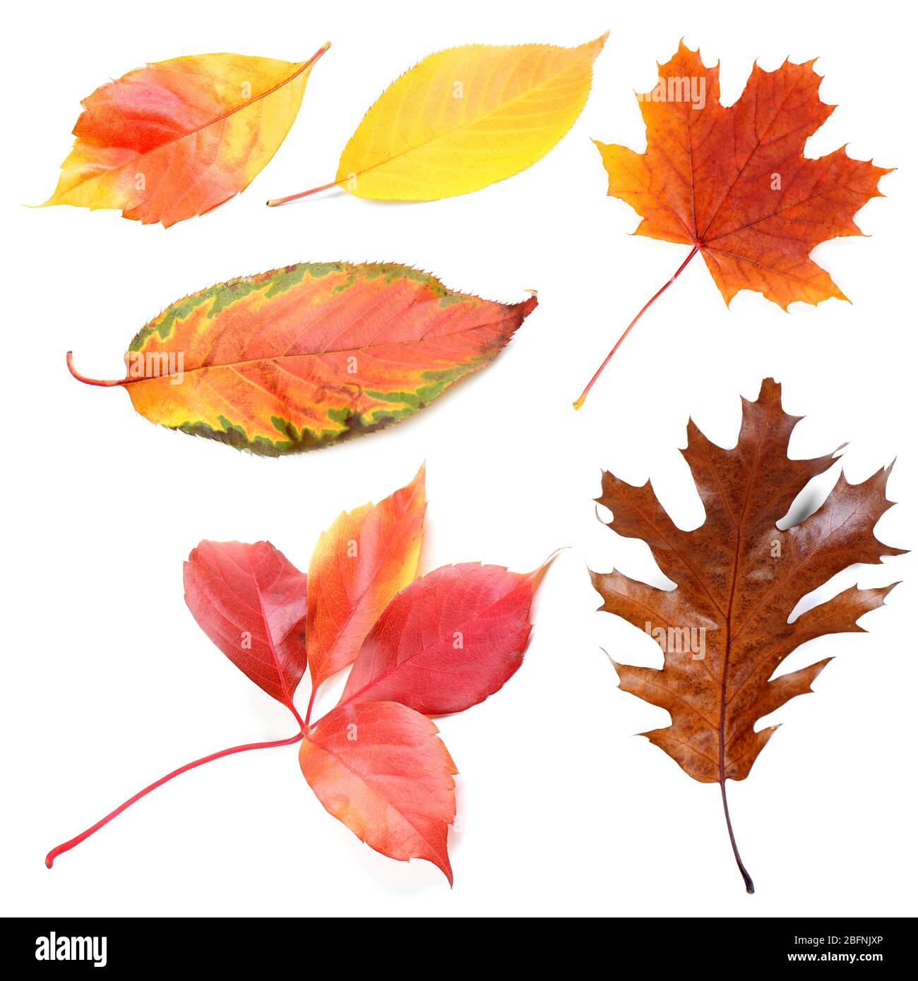 Collection of fallen leaves on white background Stock Photo - Alamy