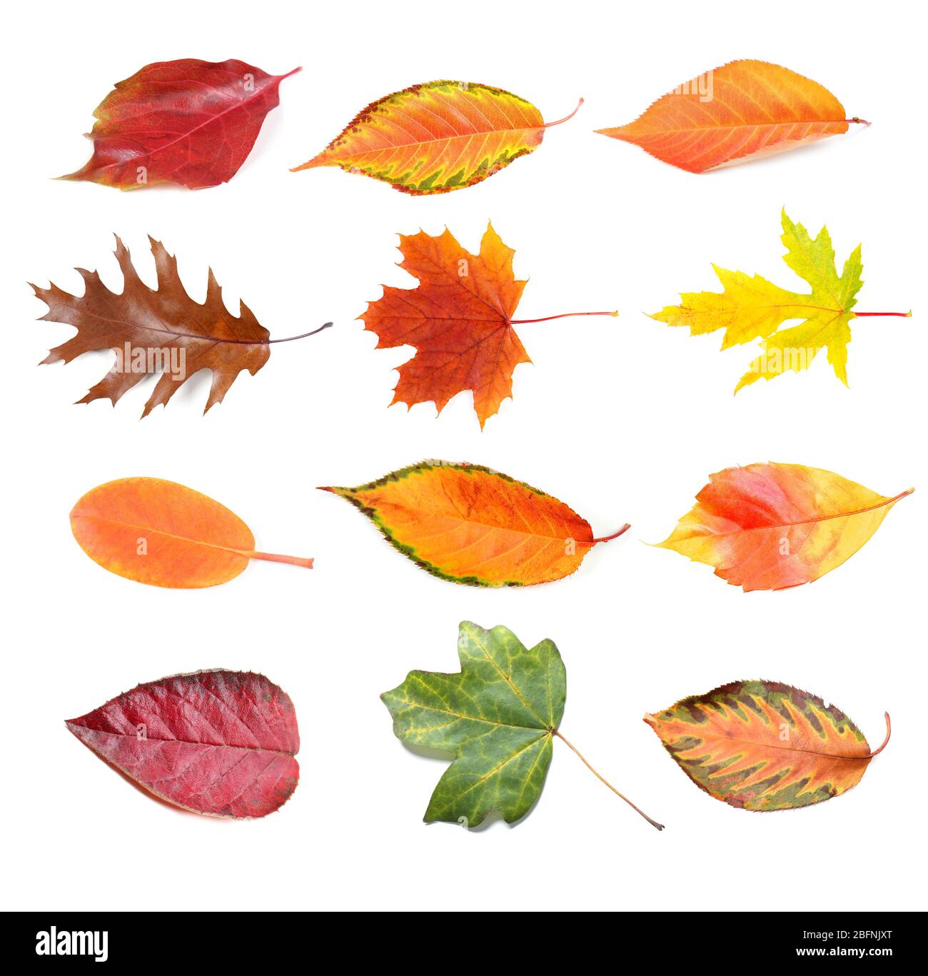 Collection of fallen leaves on white background Stock Photo - Alamy