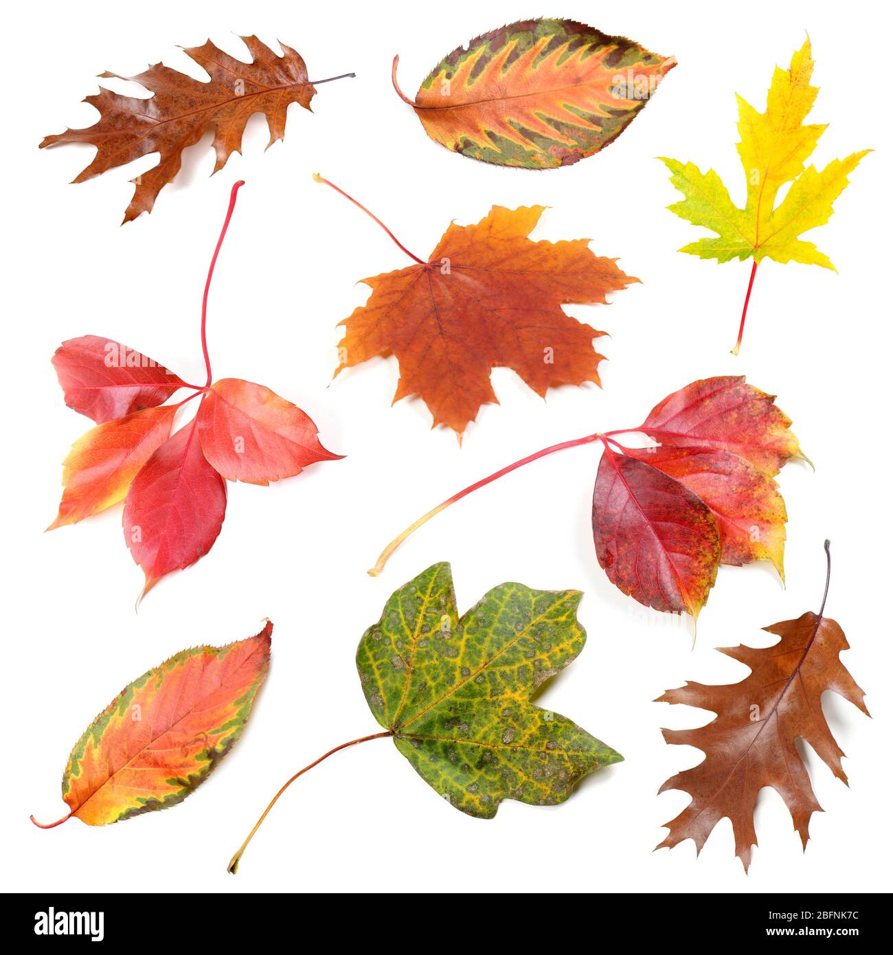 Collection of fallen leaves on white background Stock Photo - Alamy