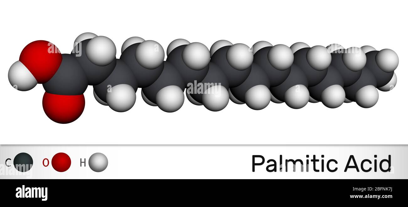 Palmitic acid or hexadecanoic, C16H32O2 molecule. It is saturated fatty ...