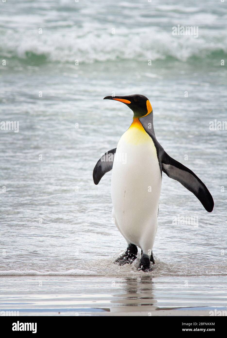 The king penguin (Aptenodytes patagonicus) is the 2nd largest species ...
