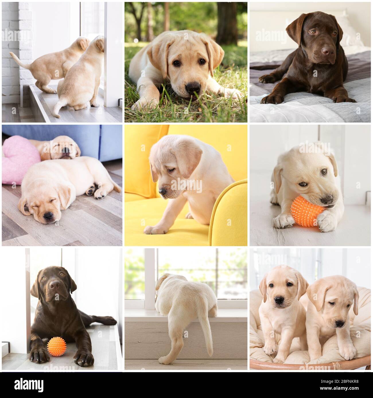 Collage with cute Labrador Retriever puppies Stock Photo - Alamy