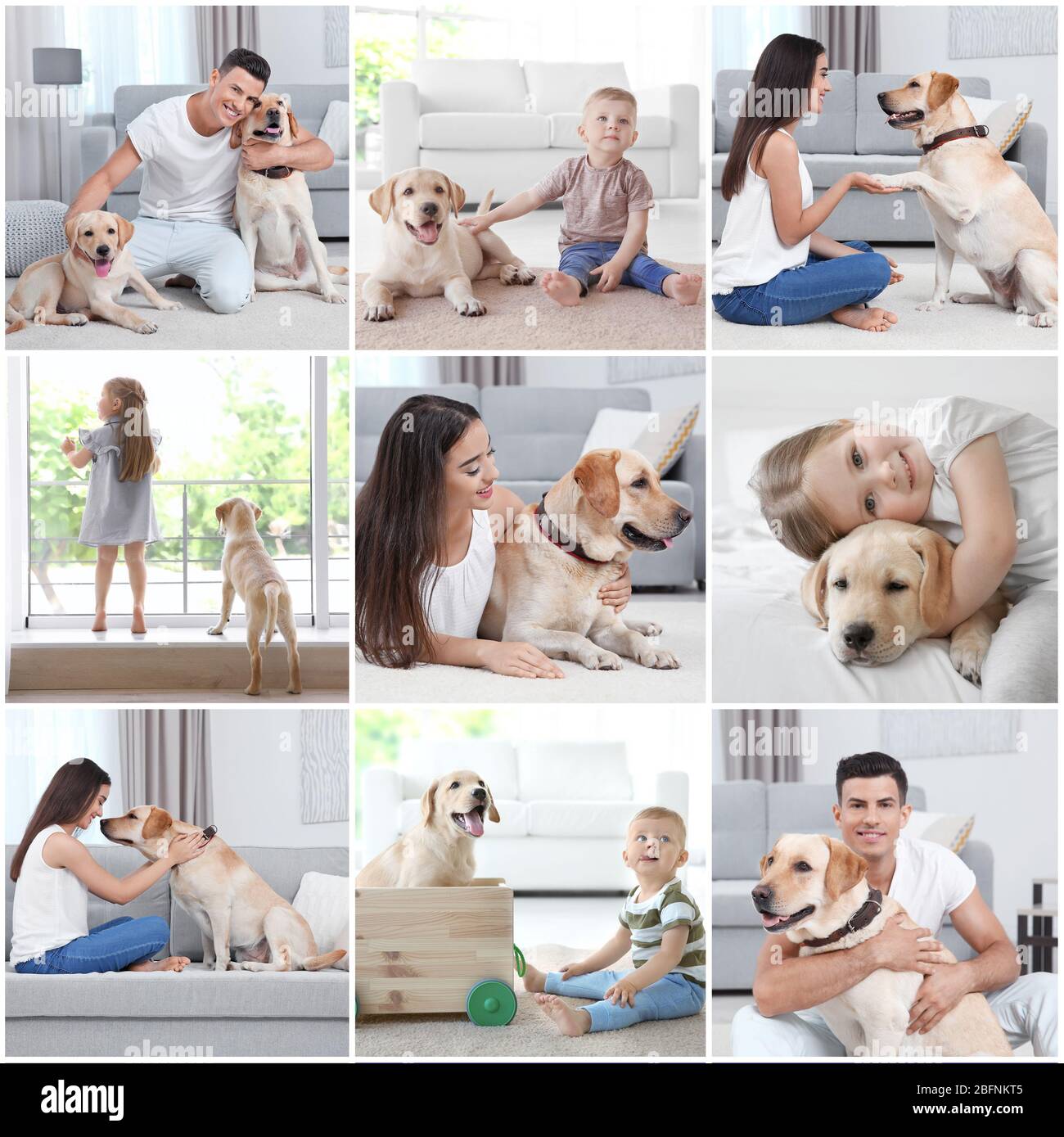 Collage with people and cute Labrador Retriever dogs Stock Photo - Alamy