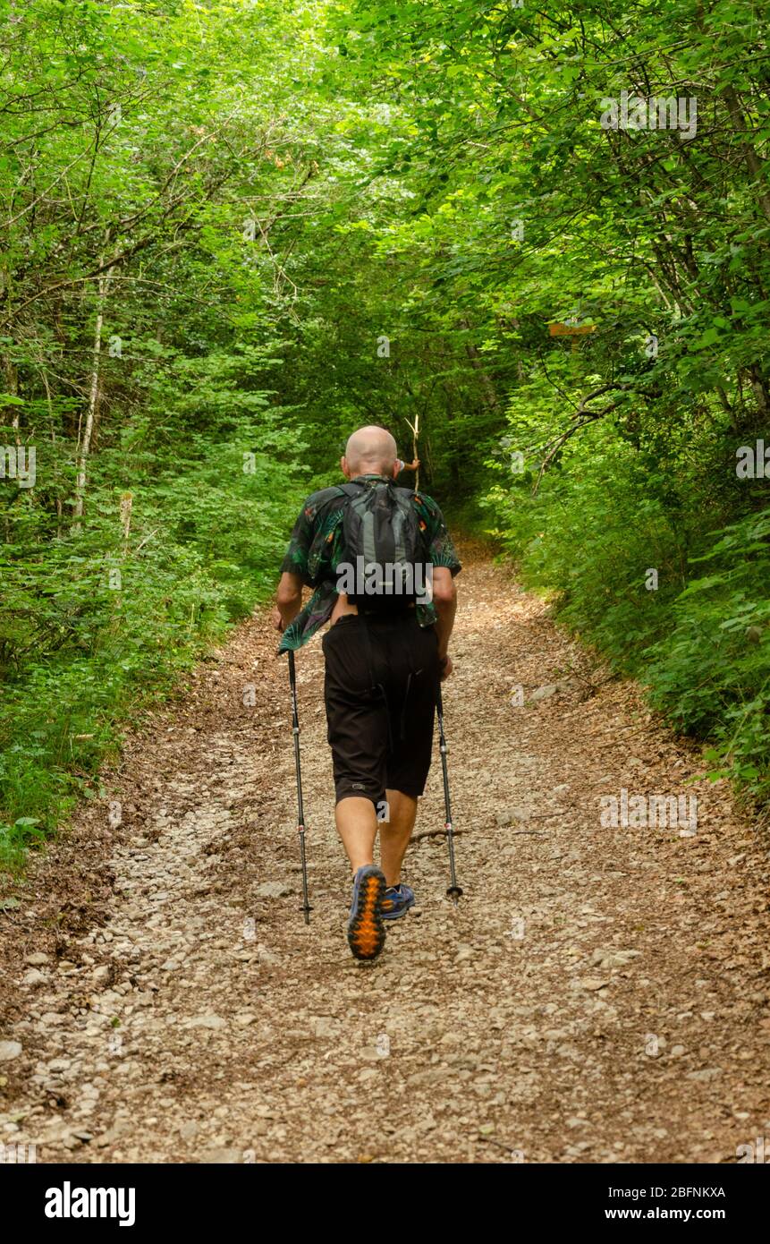 Professional hiker on the hiking trail through dense green forest ...