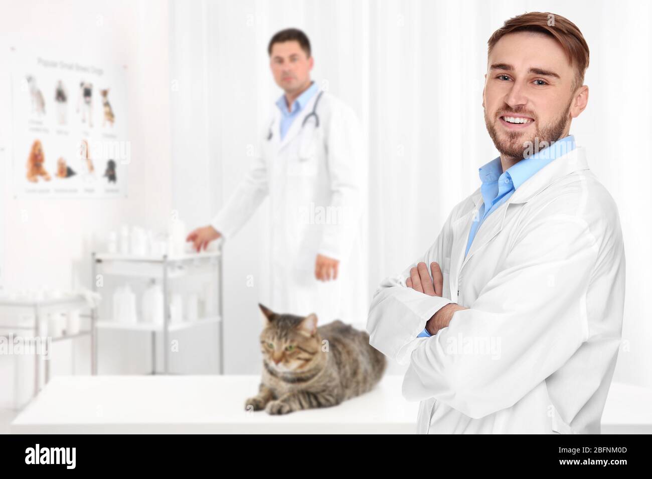 Owner of business and staff with cat in veterinary hospital Stock Photo ...