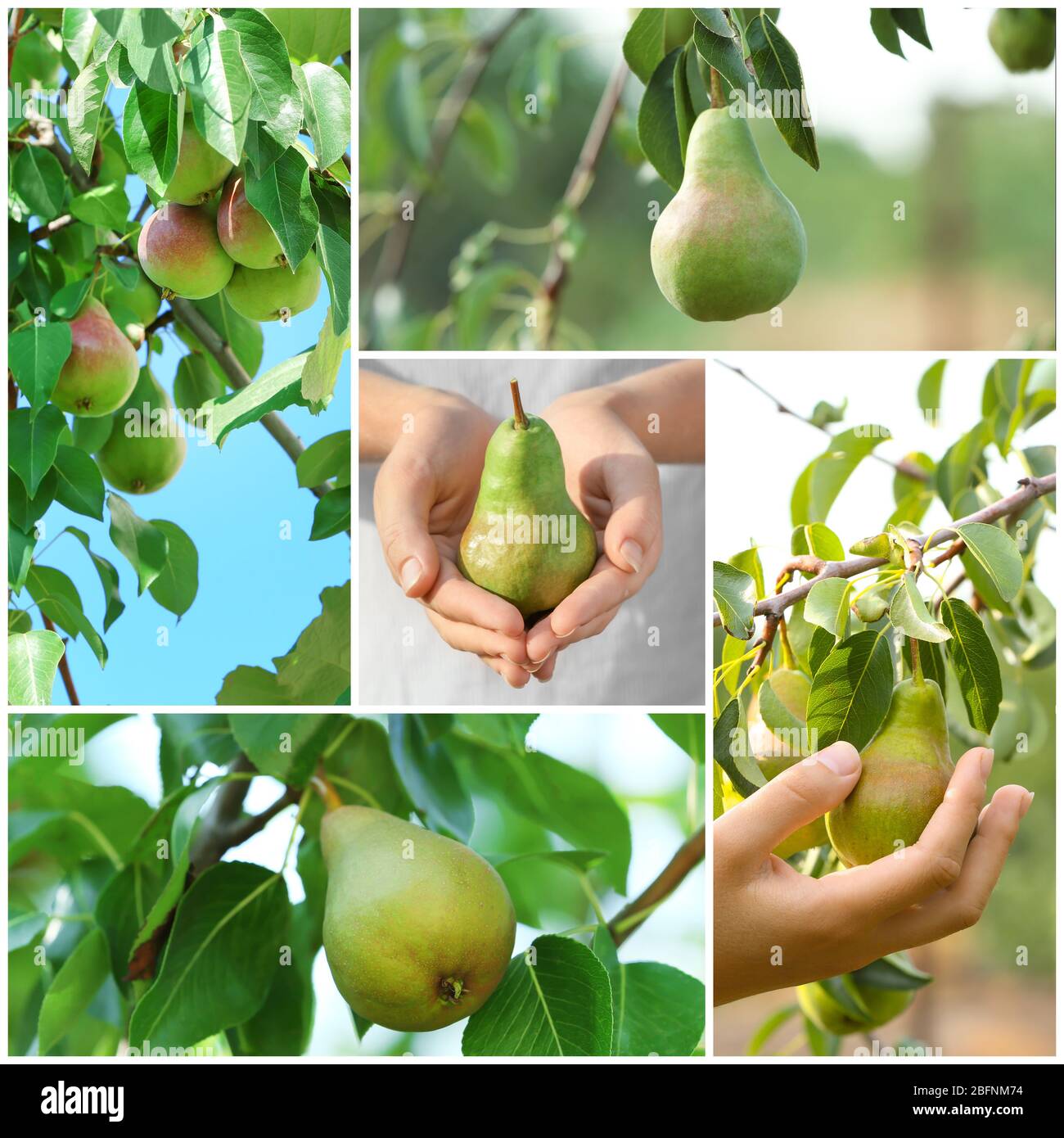Pear tree in the garden Cut Out Stock Images & Pictures - Alamy