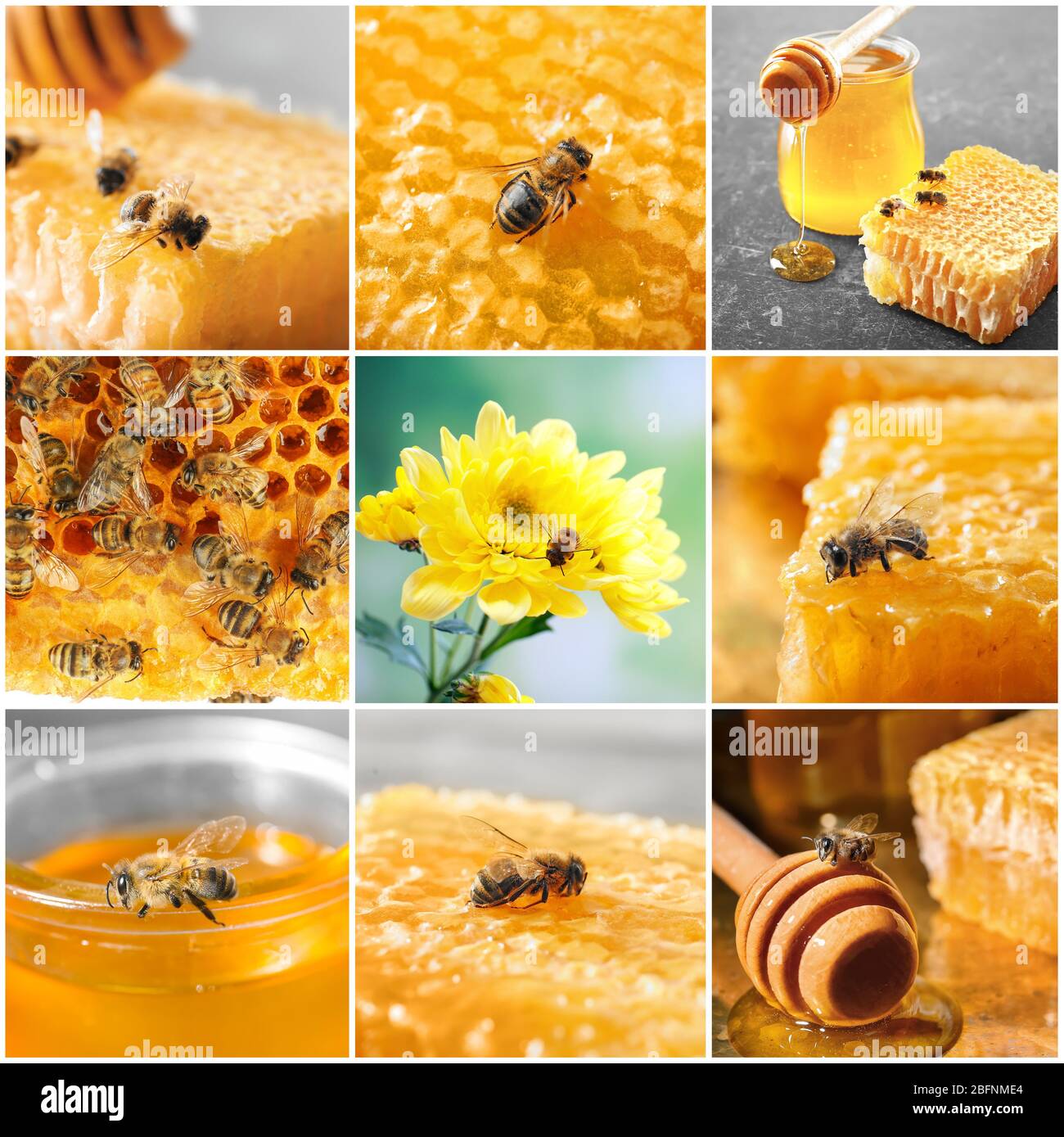 Collage with busy honey bees Stock Photo - Alamy