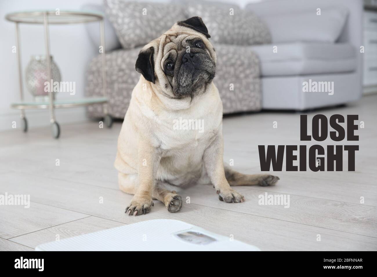 Overweight Pug Weight