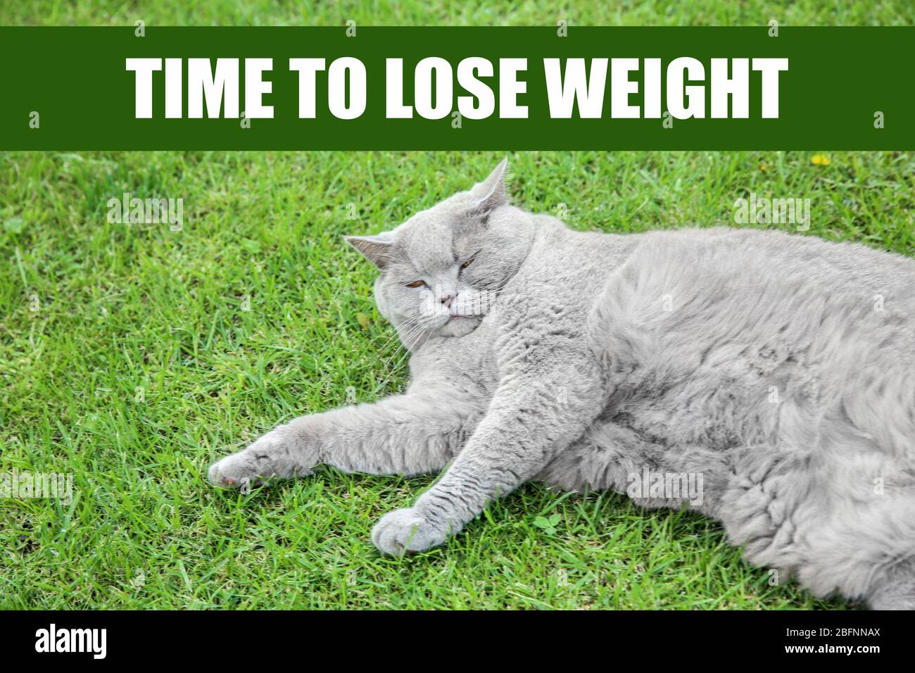 Motivational Cat Meme