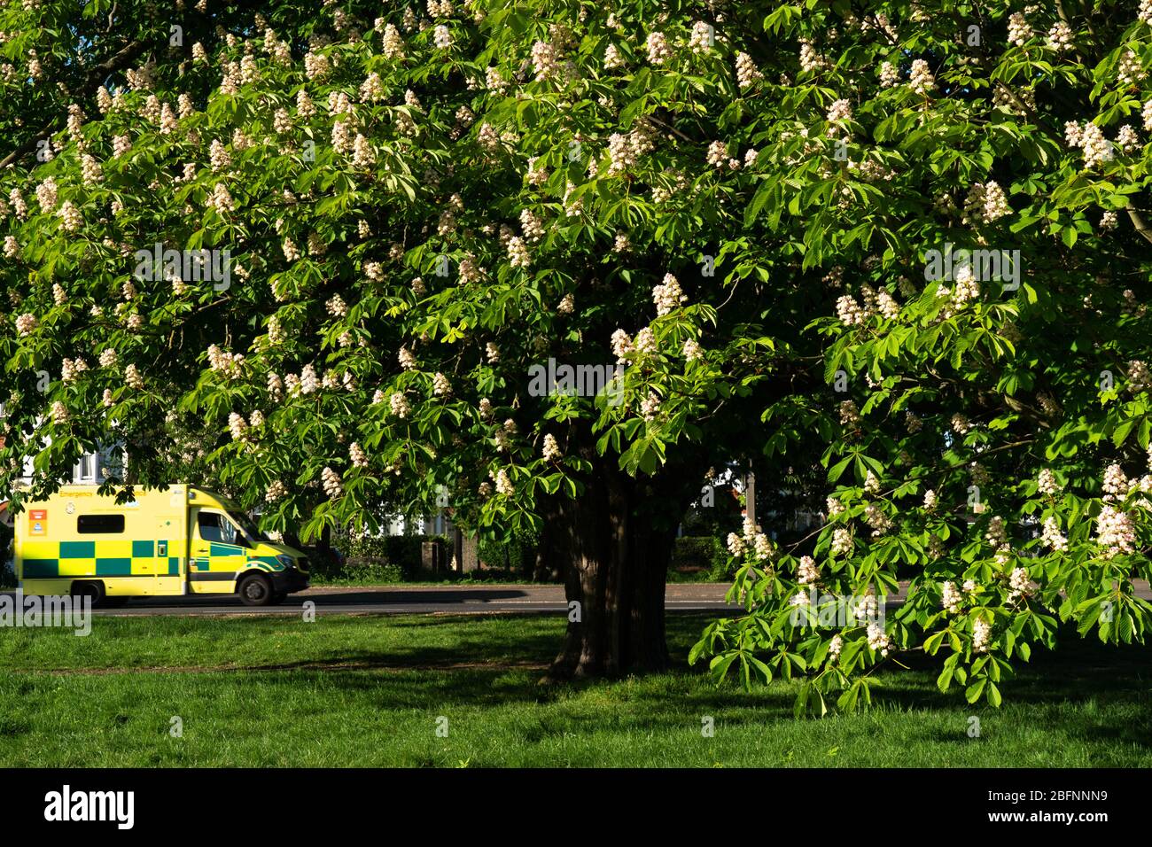 London, UK. Sunday, 19 April, 2020. An ambulance behind horsechestnut ...