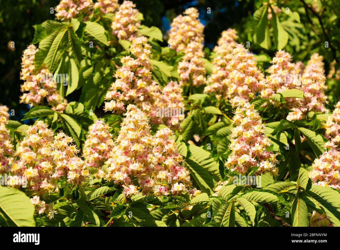 London, UK. Sunday, 19 April, 2020. Horsechestnut trees in blossom on ...