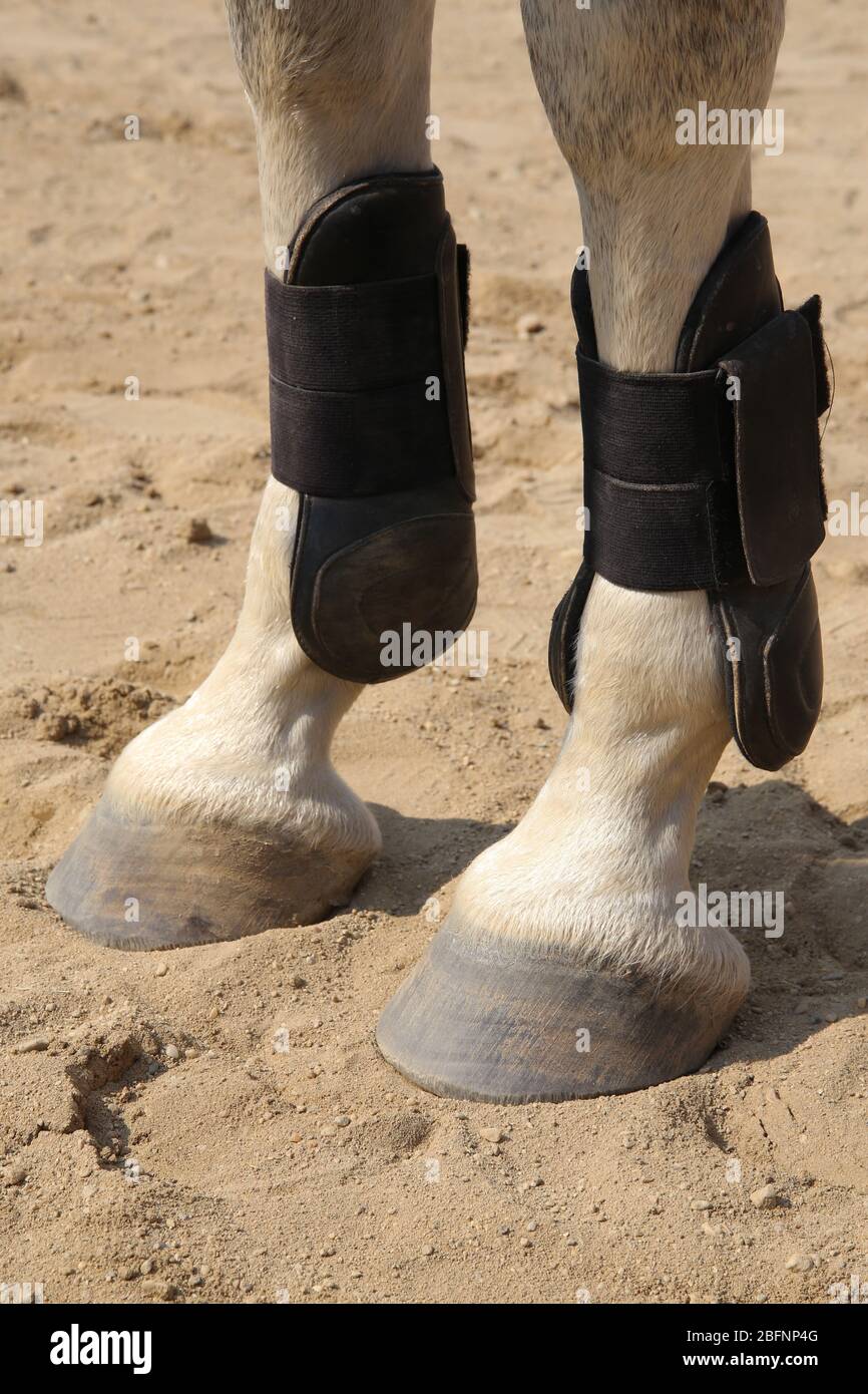 Close up of horse hooves and legs in the arena Stock Photo - Alamy
