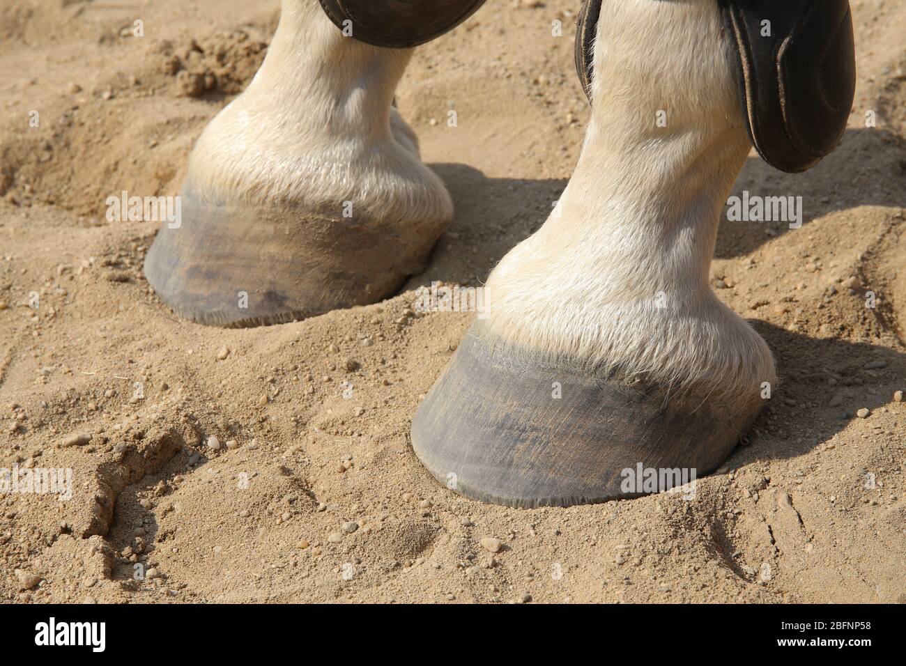 No leg horse riding hi-res stock photography and images - Alamy
