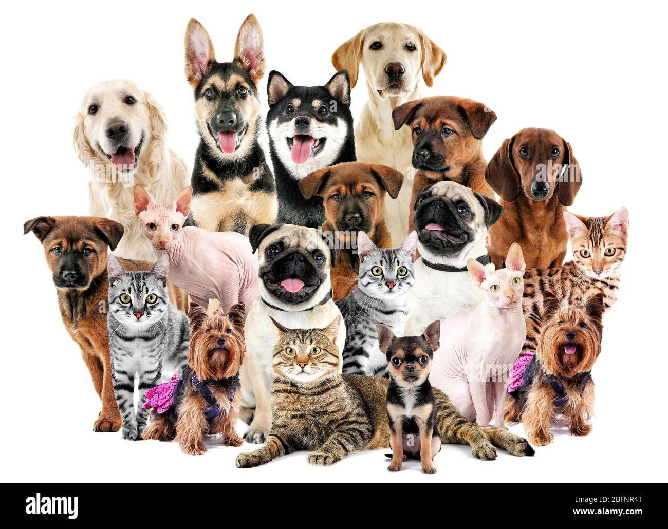 Group of cute pets on white background Stock Photo - Alamy
