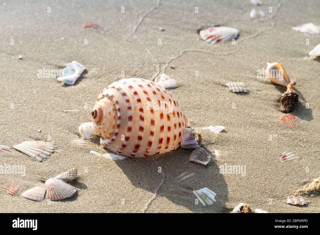 Large seashell in the sand, surrounded by broken shells Stock Photo - Alamy