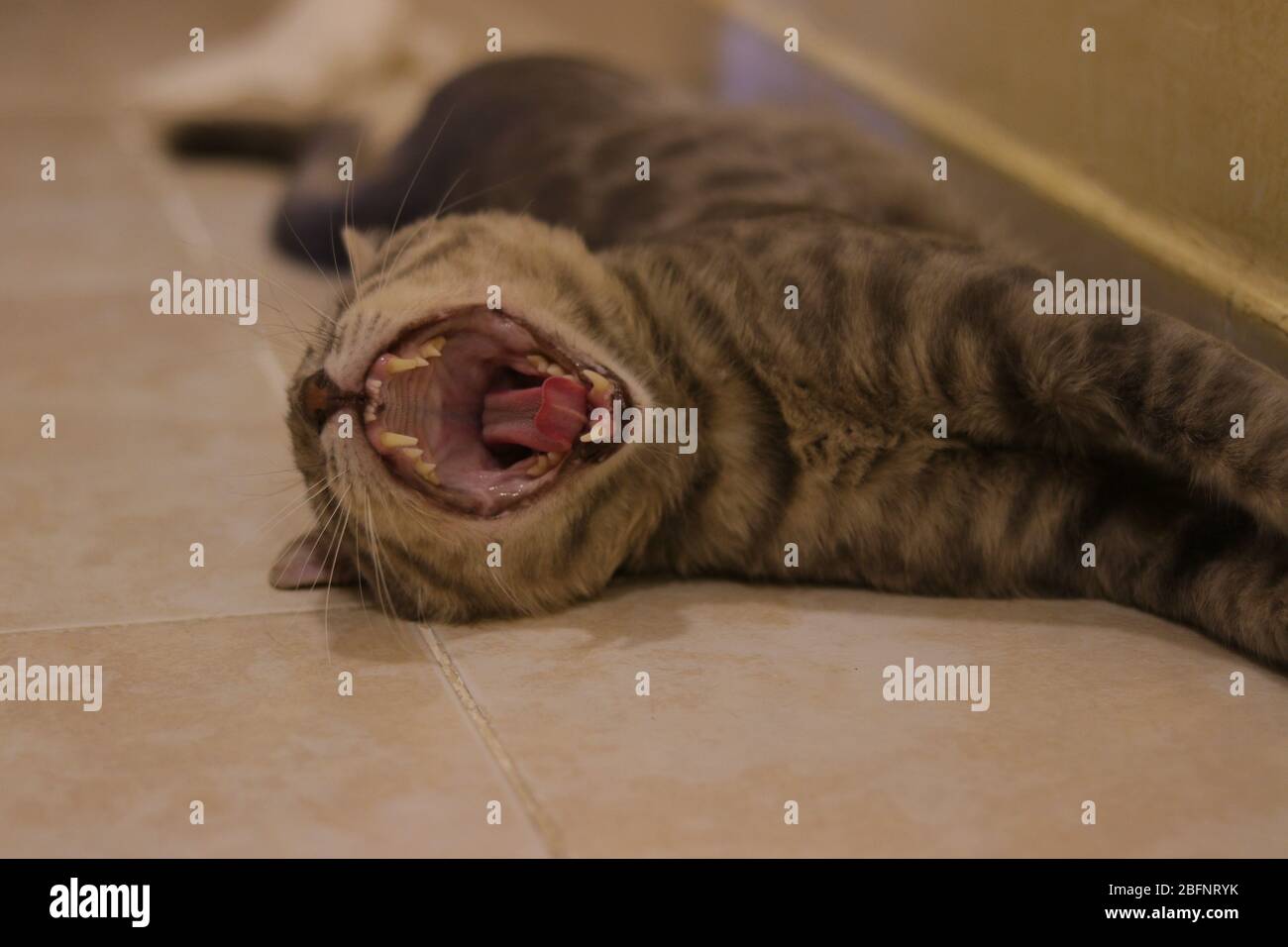 Sleeping cat with mouth open hi-res stock photography and images - Alamy