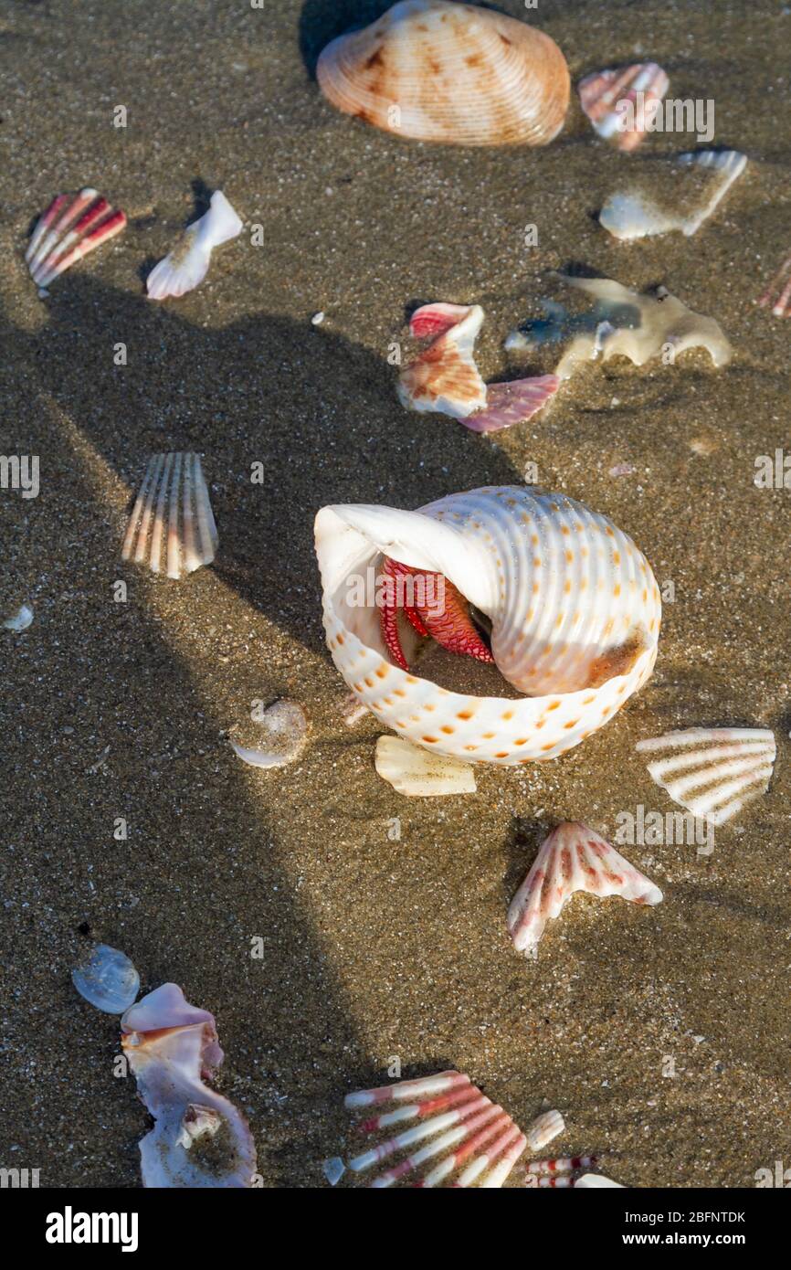 Crab in a sea shell in the sand Stock Photo - Alamy